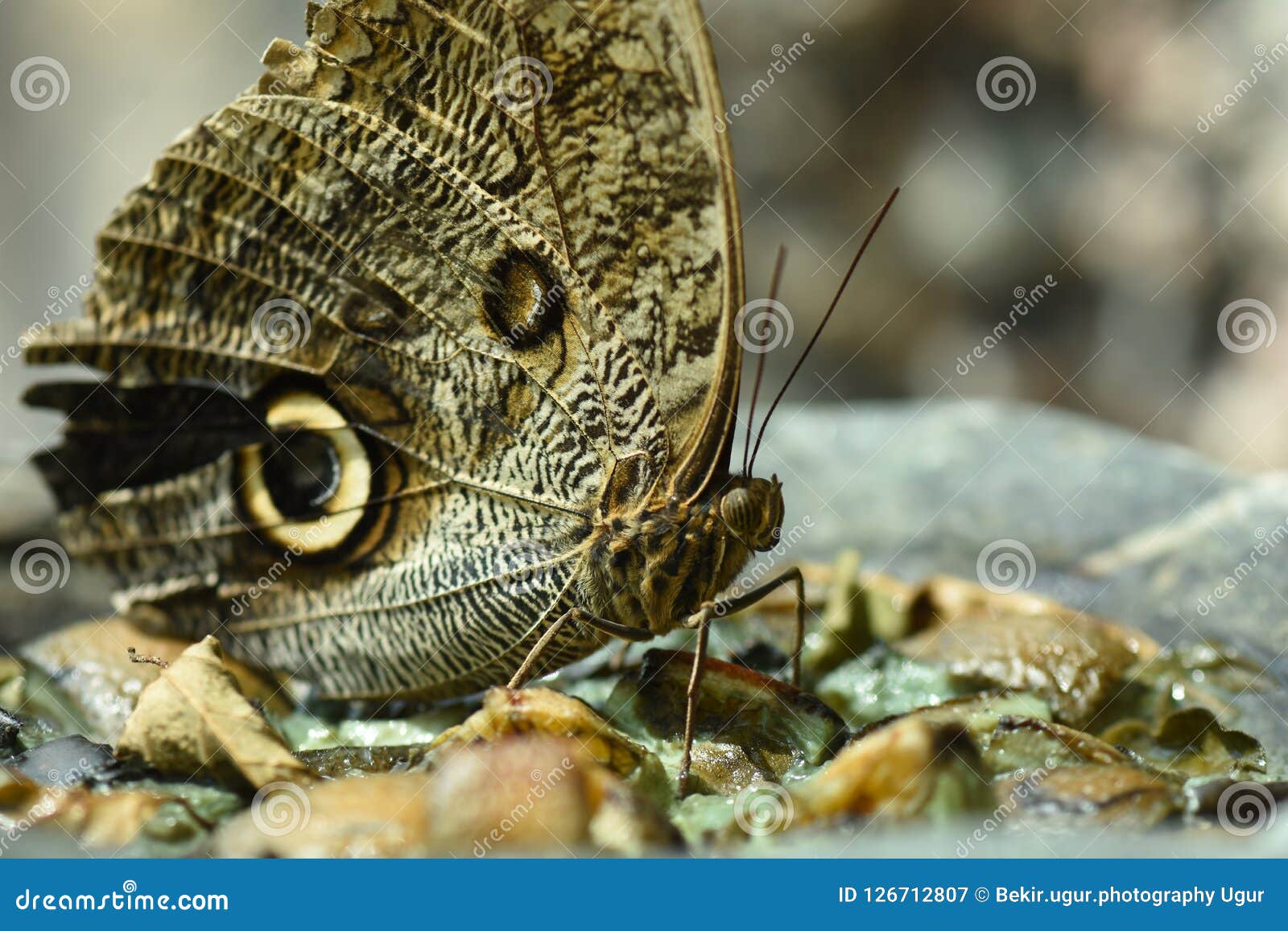 Butterfly Lands in the Butterfly Gardens Stock Image - Image of fauna ...