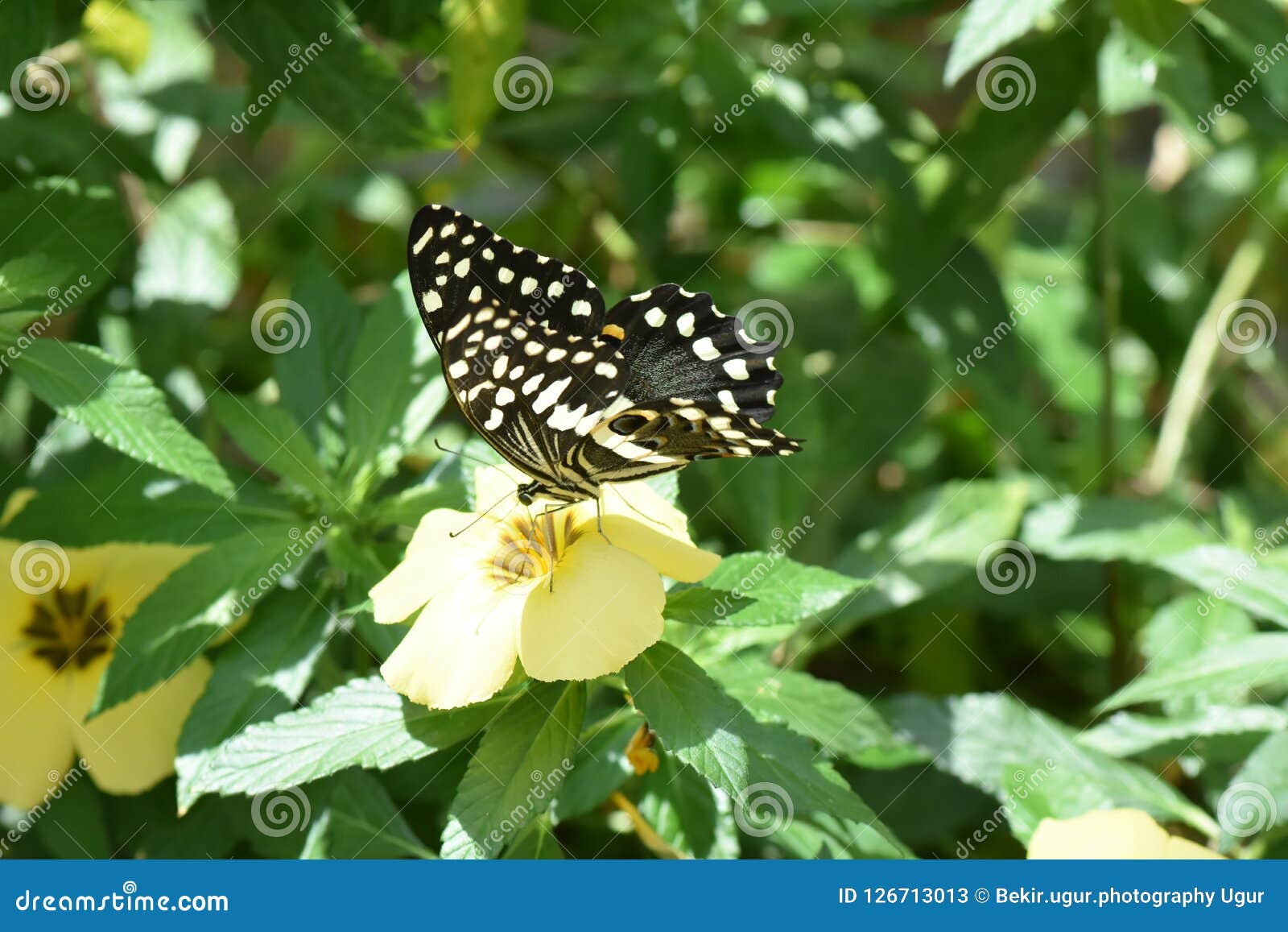 Butterfly Lands in the Butterfly Gardens Stock Image - Image of insect ...