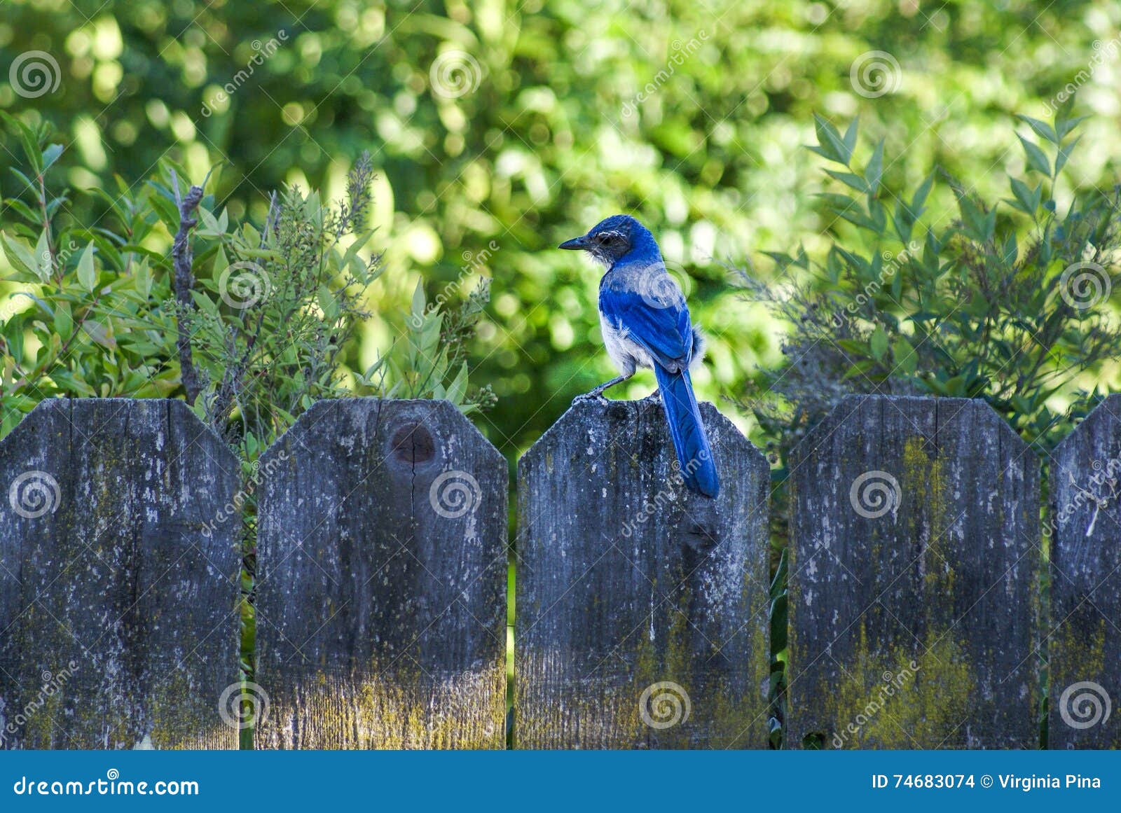 Pretty Bluebird stock photo. Image of bluebird, trees - 74683074