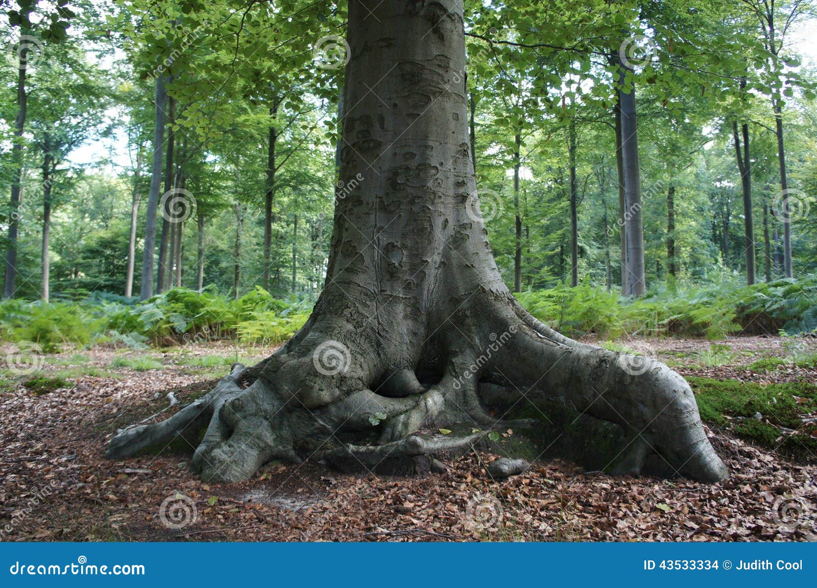 Pretty Bottom of a Tree Stump Stock Photo - Image of leprechauns ...