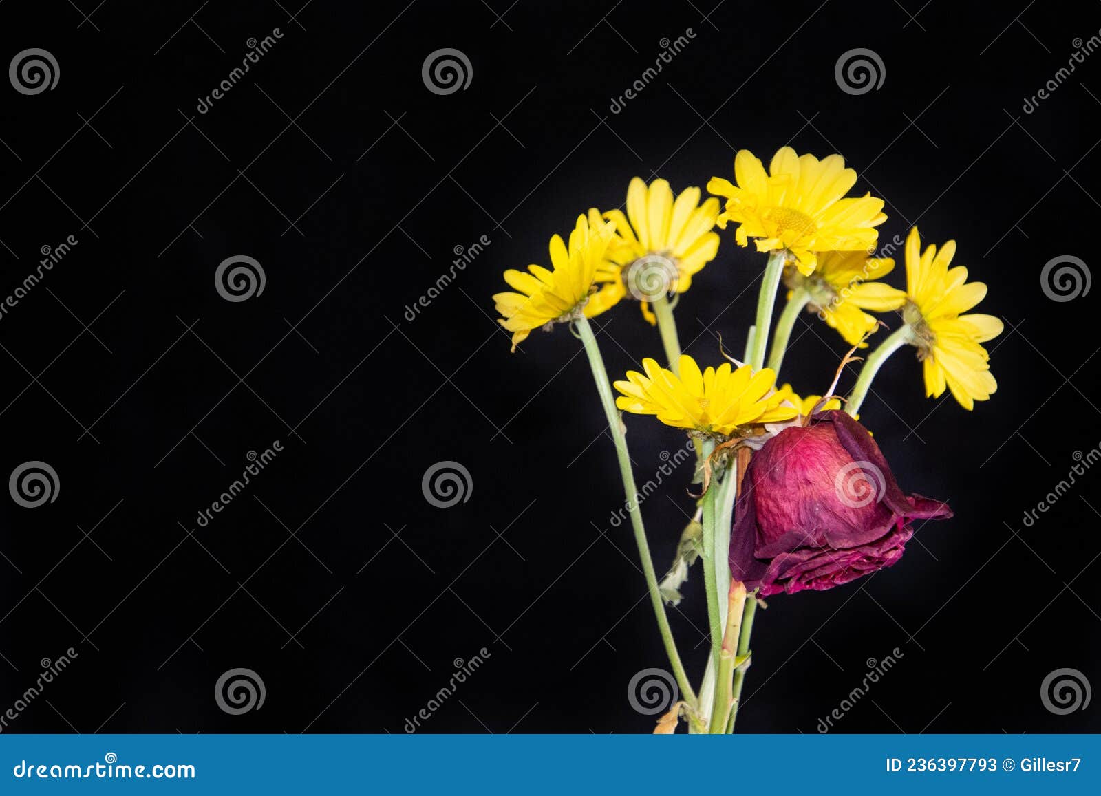 Pretty Bouquet of Flower Alone in the Dark Stock Image - Image of ...