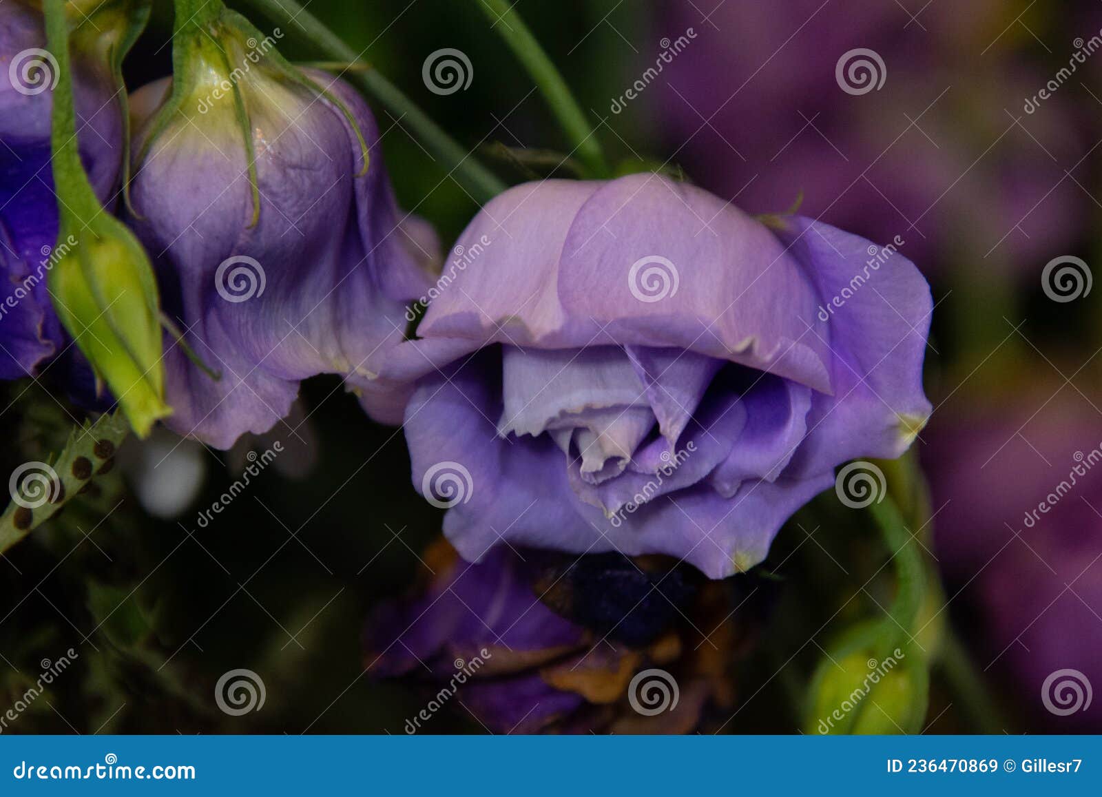 Pretty Bouquet of Flower Alone Stock Image - Image of garden, petal ...