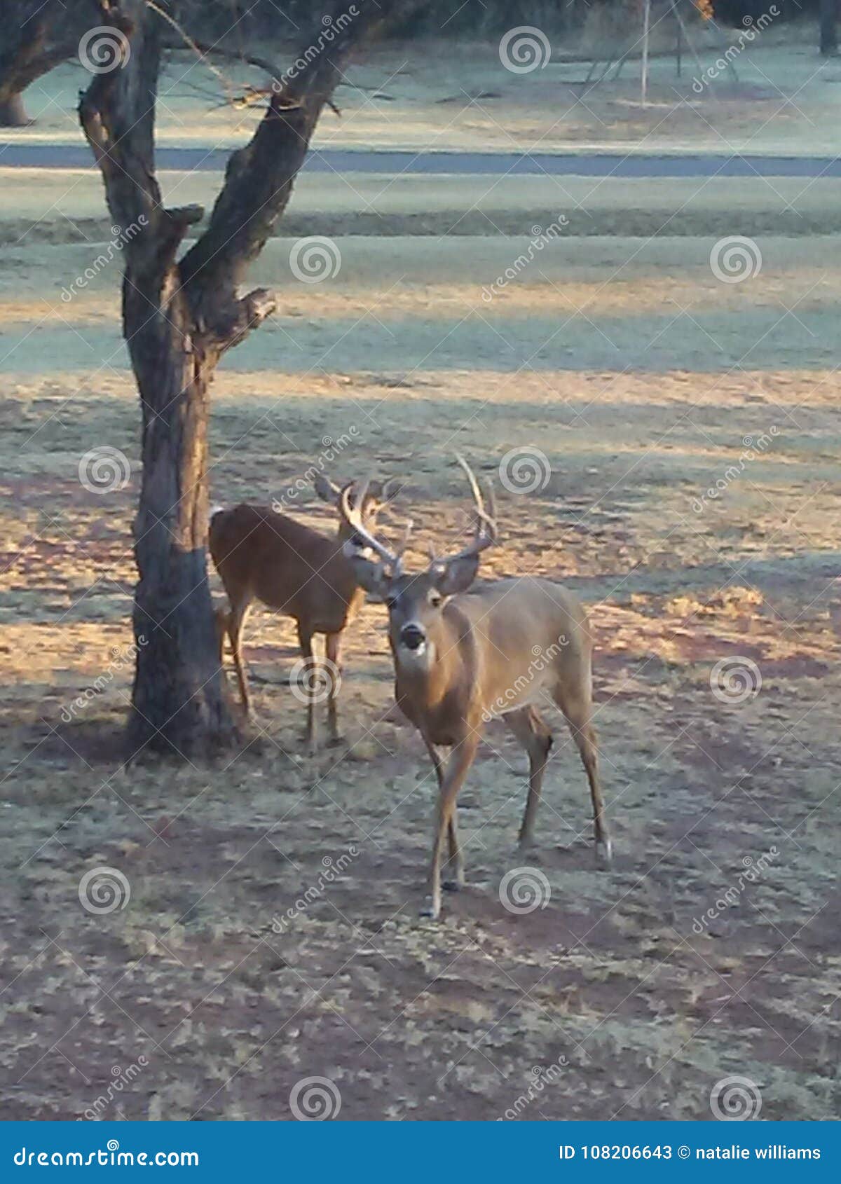Pretty boy stock image. Image of buck, winter, pretty - 108206643