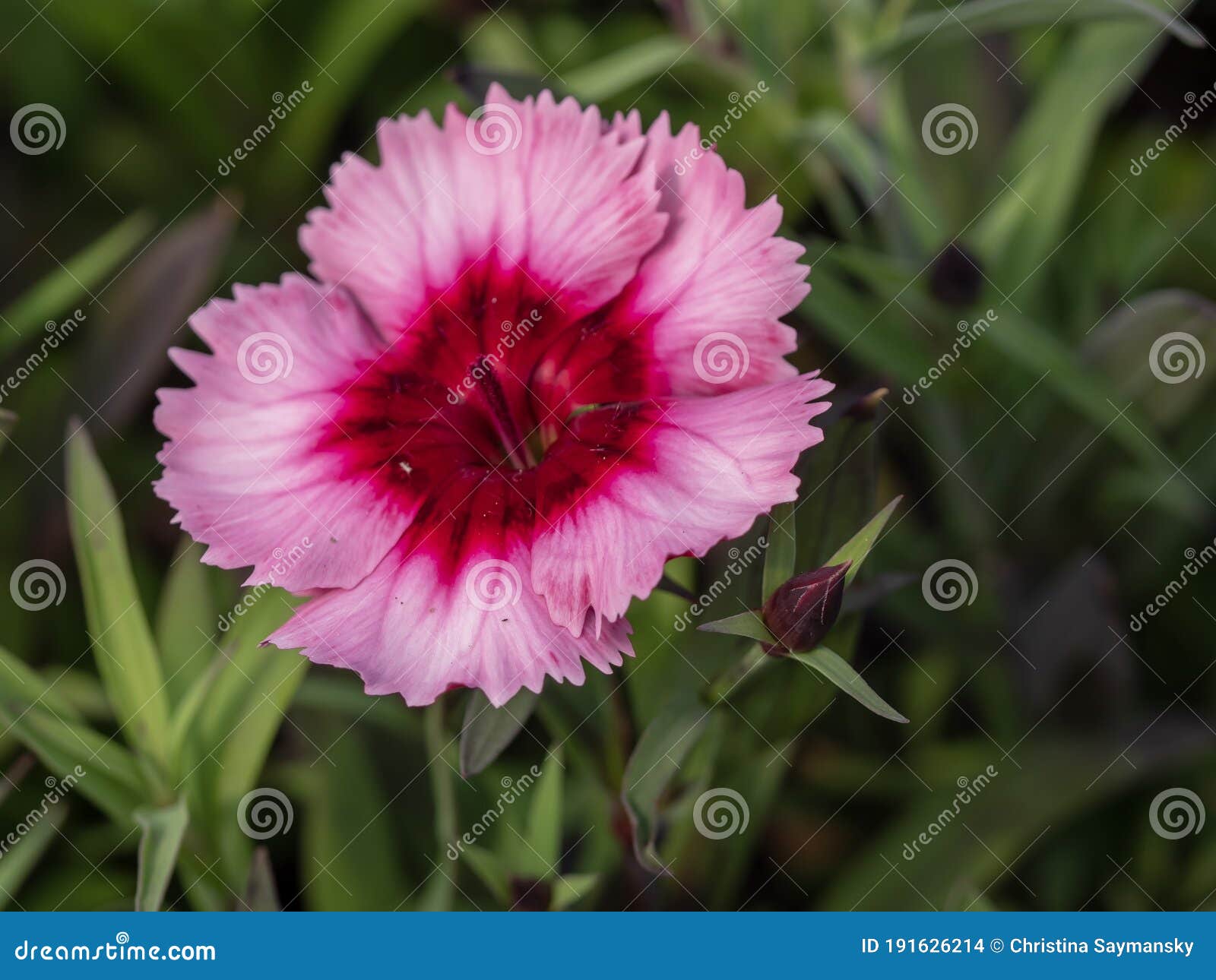 A Pretty Bright Pink and Red Flower Bloom Stock Photo - Image of family ...