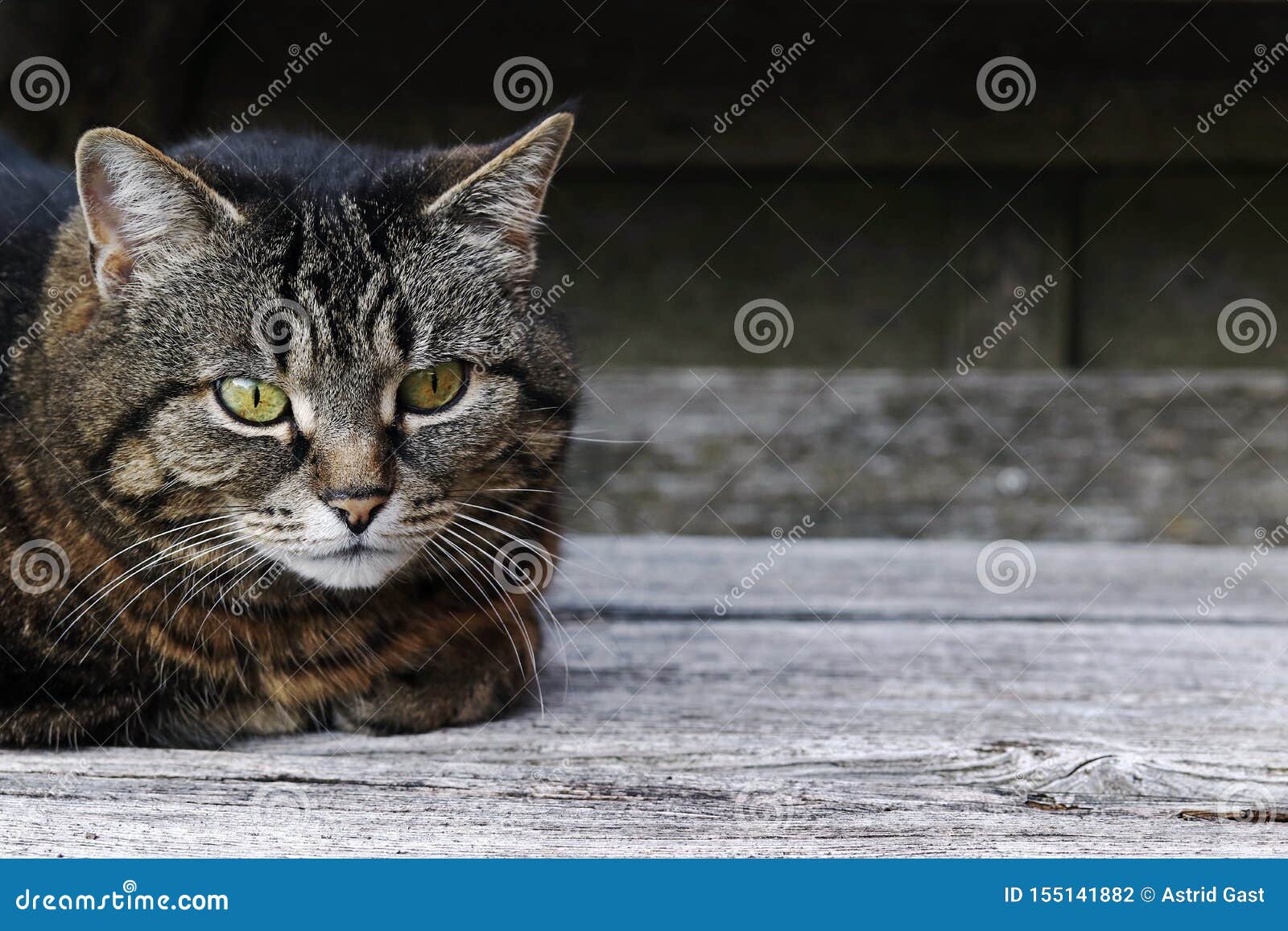 A Pretty Brown-black Cat on a Wooden Surface Stock Photo - Image of ...