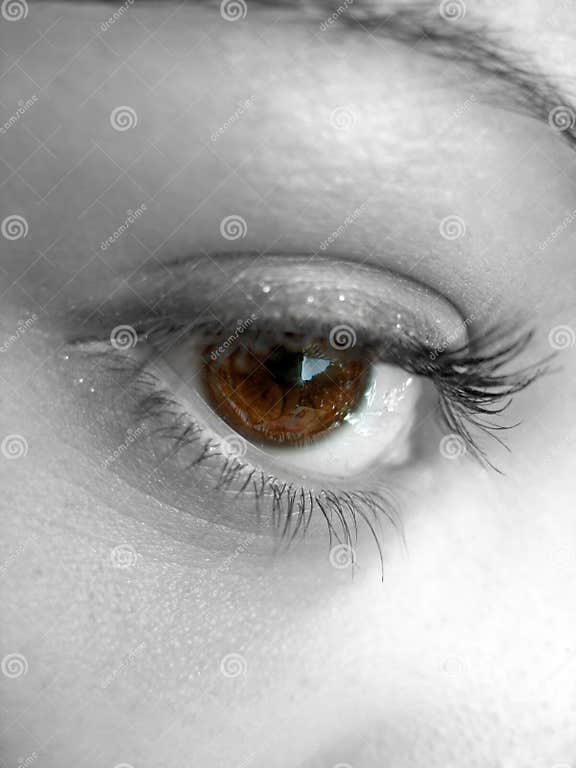 Pretty Brown Eye stock photo. Image of brown, macro, human - 5421728