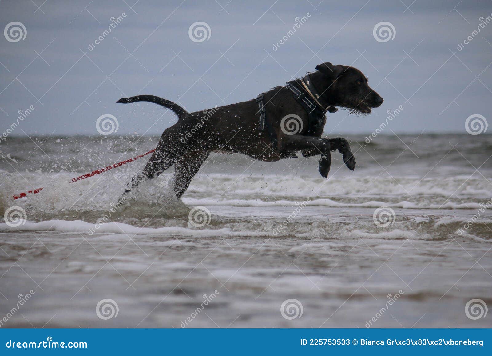 A Pretty Brown Hybrid German Wirehaired Pointer Dog Runs through the ...