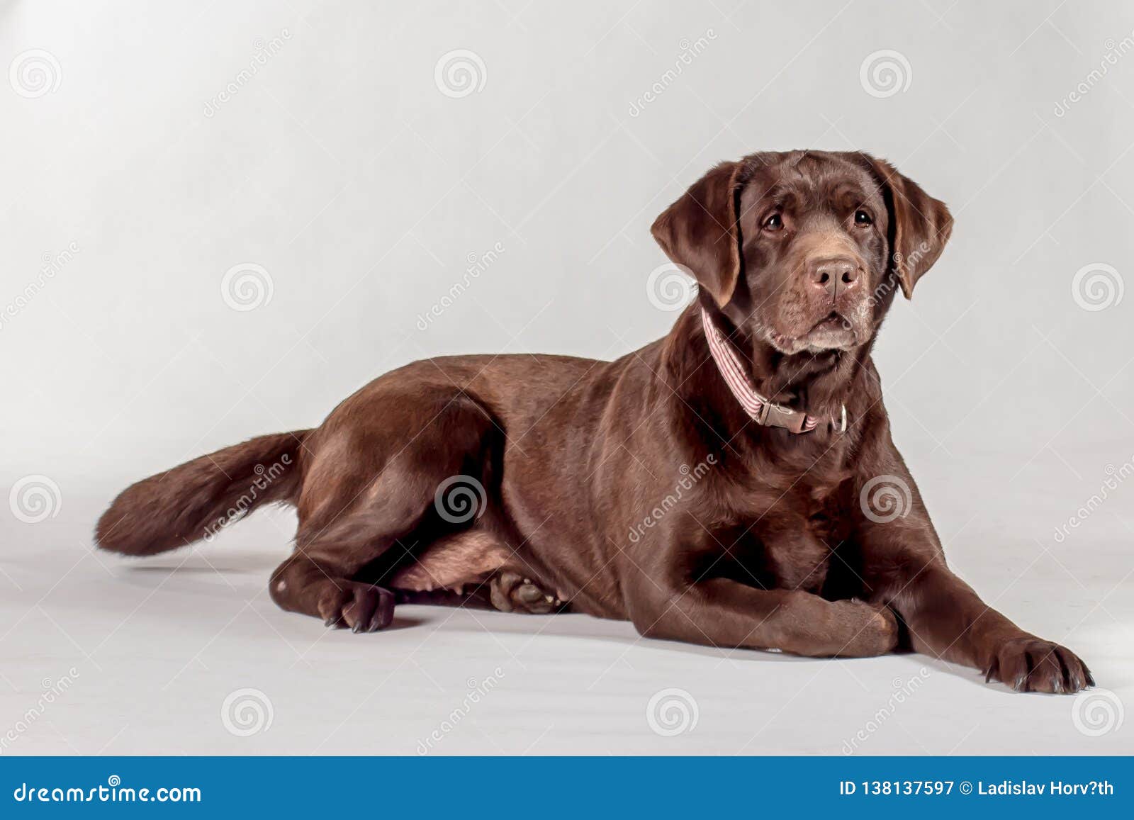 Brown labrador stock image. Image of puppy, pretty, dogs - 138137597