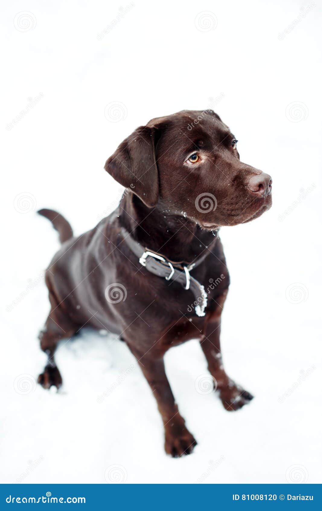 Pretty Brown Labrador Retriever in Winter Stock Photo - Image of brown ...