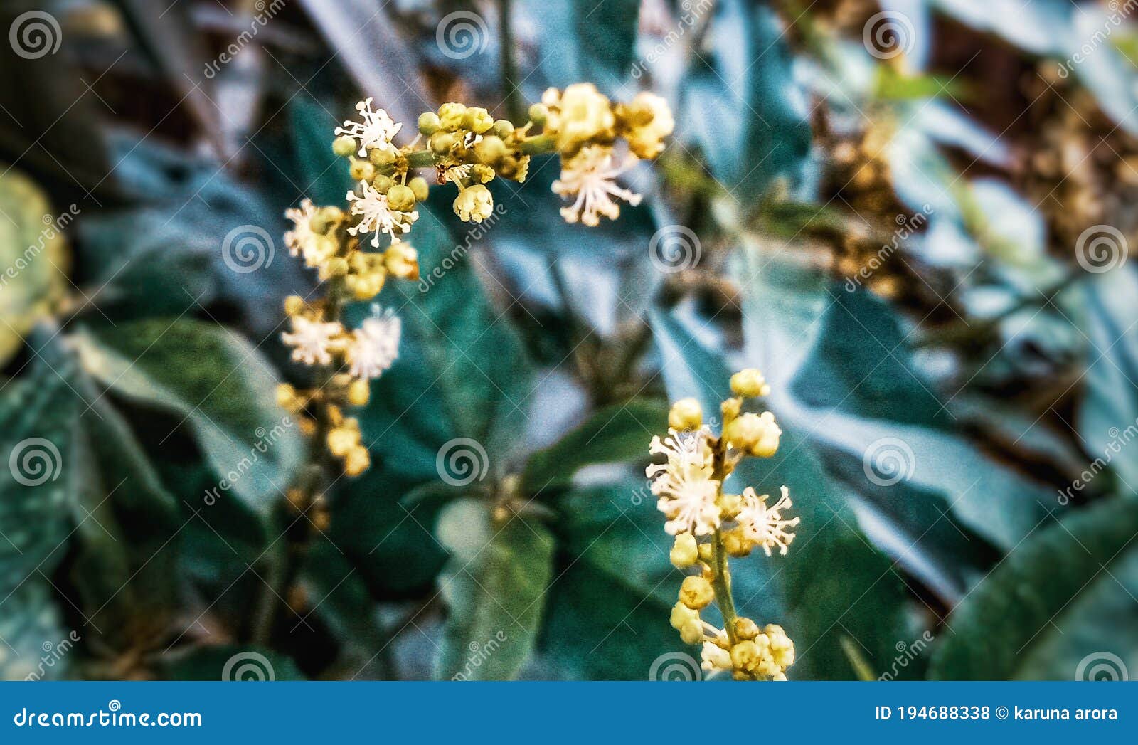 Pretty buds photography stock photo. Image of colors - 194688338