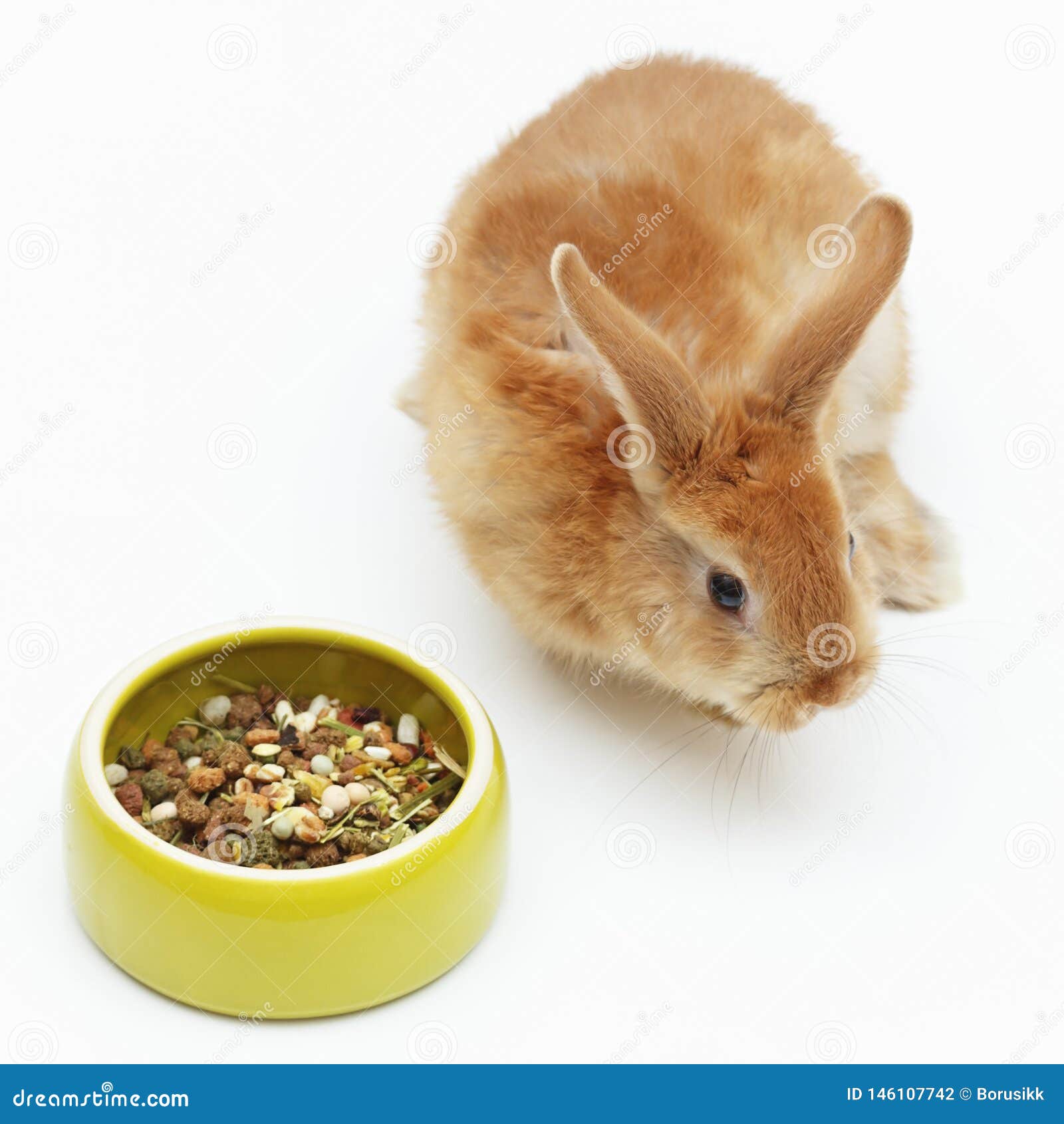 Pretty Bunny Girl Winking And Tongue Out. Closeup Of Winking Bunny Girl ...