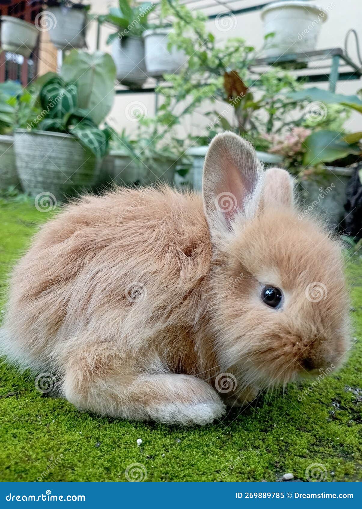 Pretty Bunny Girl Winking And Tongue Out. Sexy Blonde Girl With Lace ...