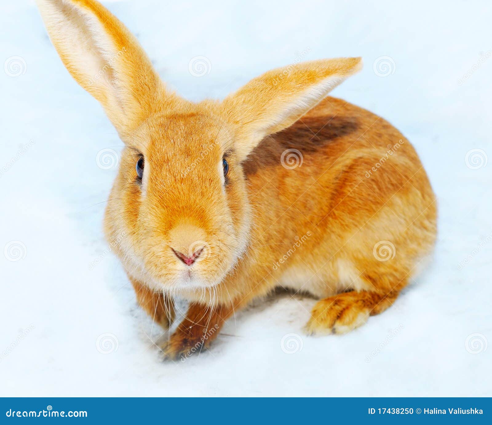 Pretty bunny on snow stock photo. Image of outdoor, eyes - 17438250