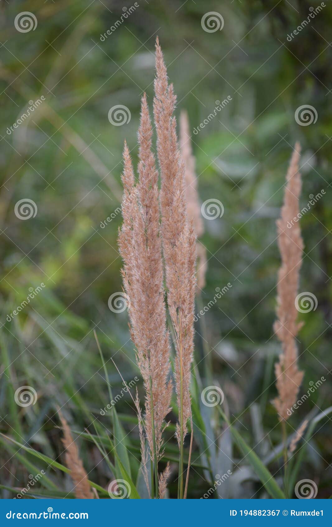Bushgrass stock image. Image of pretty, silkyhairsplant - 194882367
