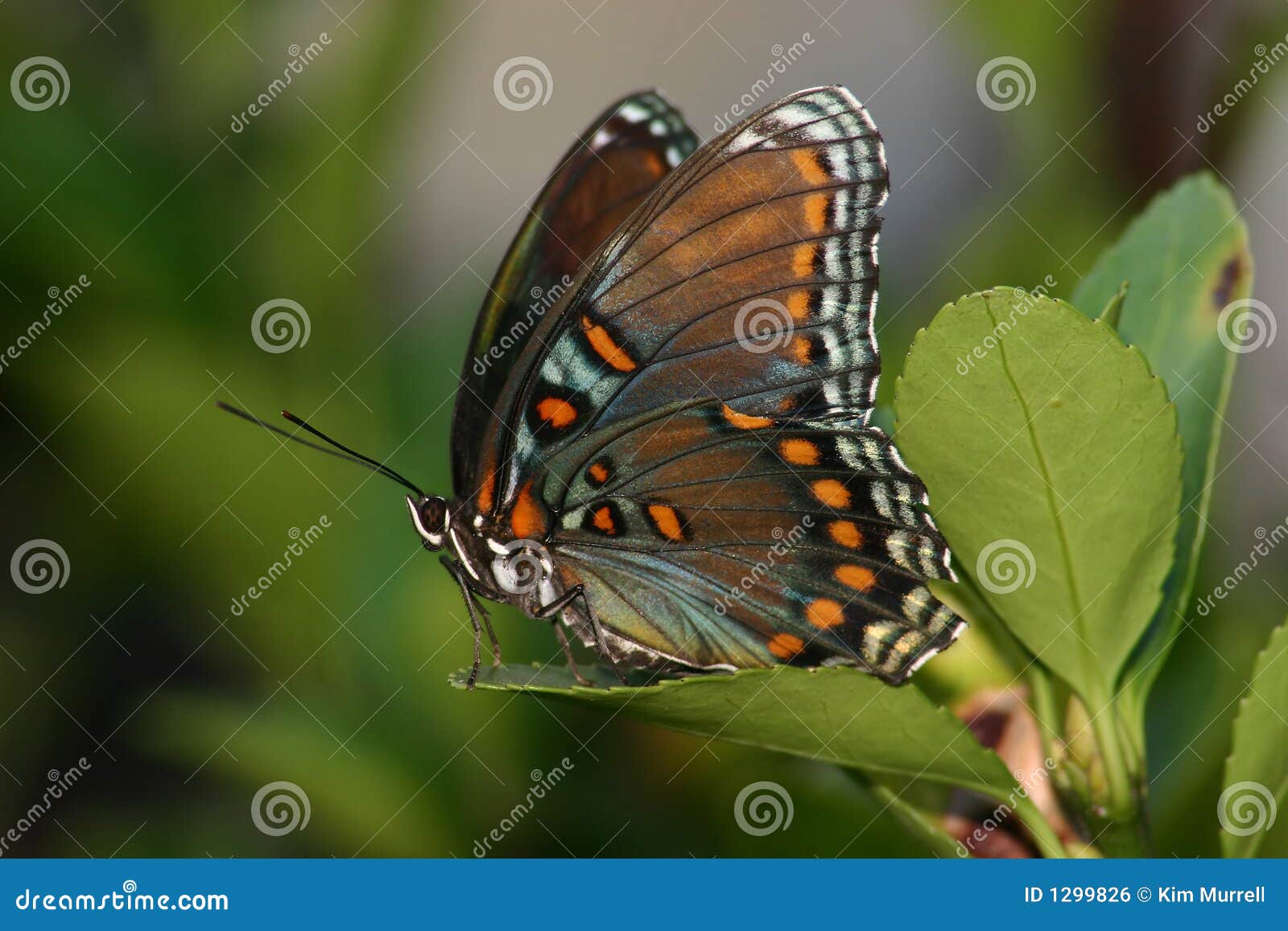 Pretty butterfly stock photo. Image of colorful, insect - 1299826