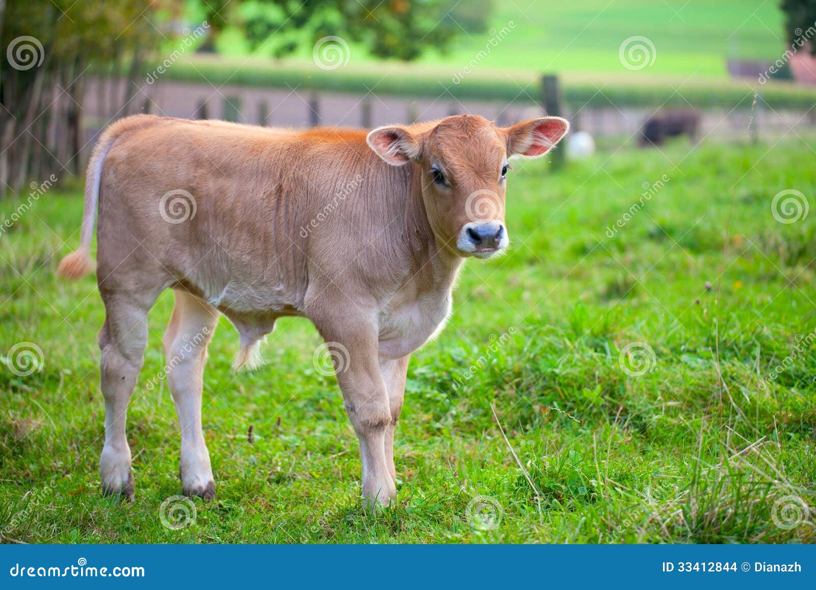 Pretty calf standing alone stock photo. Image of animal - 33412844