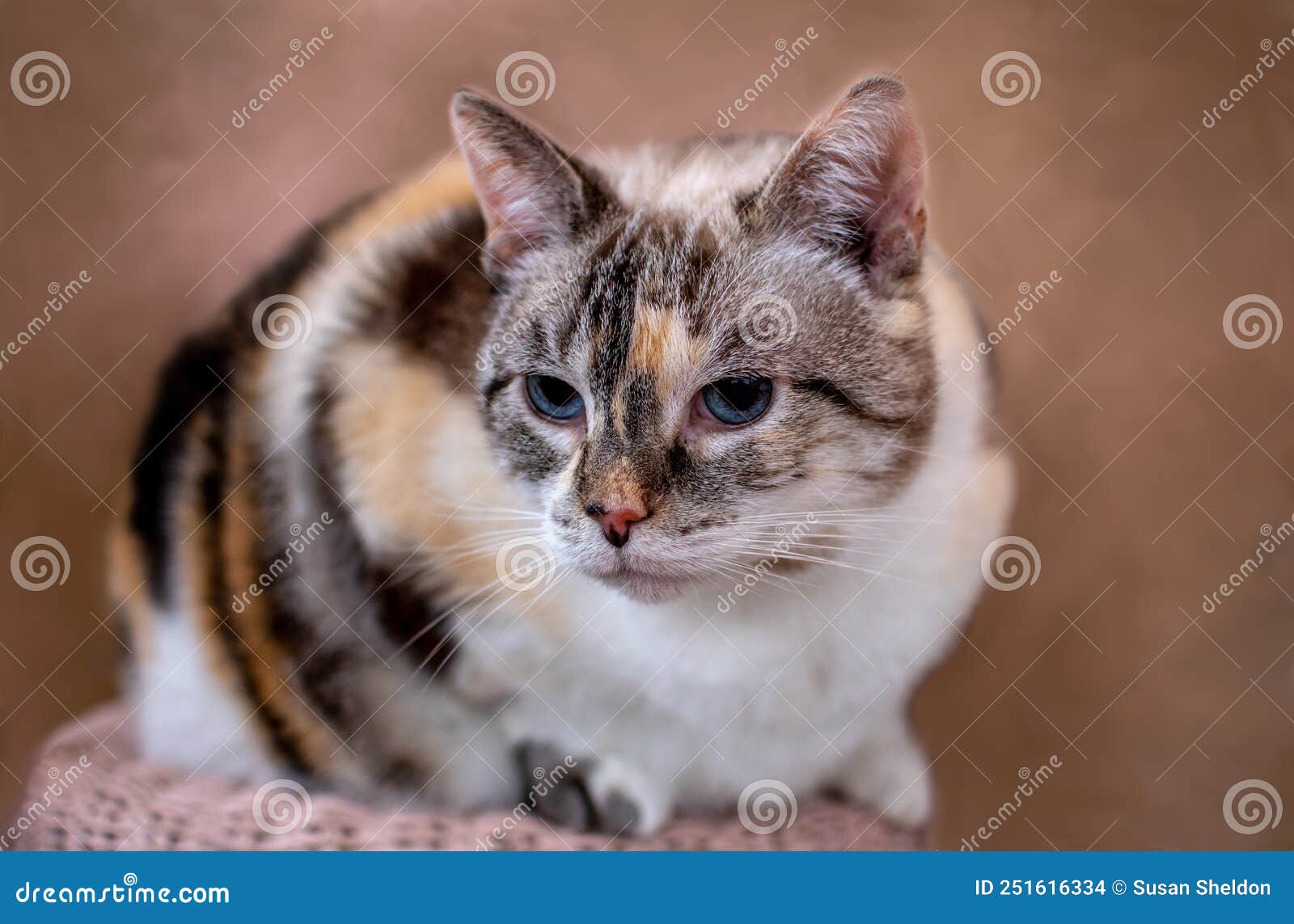 Pretty Old Calico Cat In The Forest Royalty-Free Stock Image ...