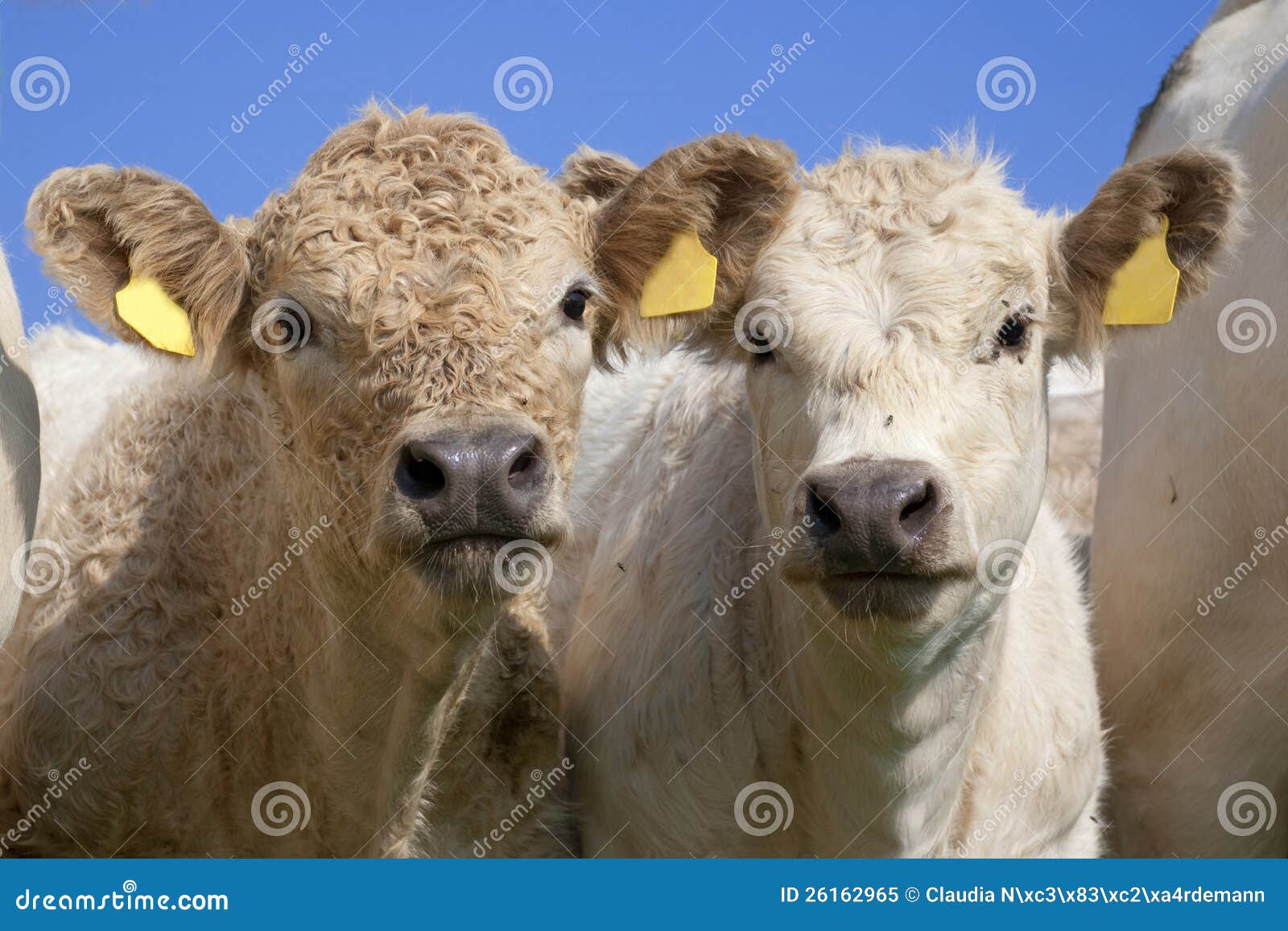 Pretty calves stock image. Image of cows, galloway, baby - 26162965