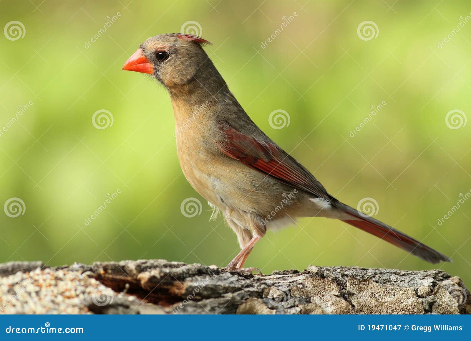 Pretty Cardinal stock image. Image of perched, portrait - 19471047