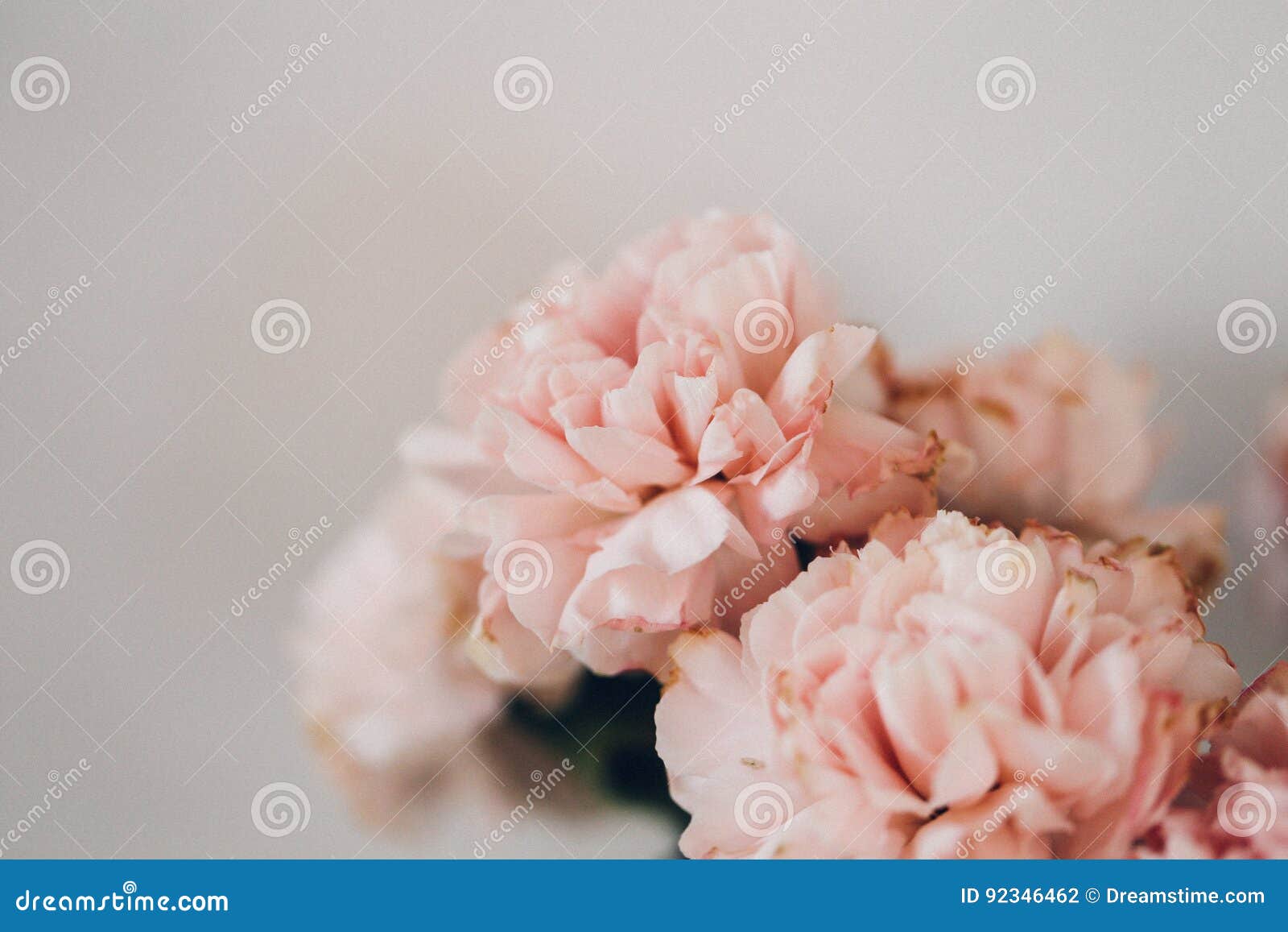 Pretty Carnations that Have Seen Their Best Days Stock Photo - Image of ...