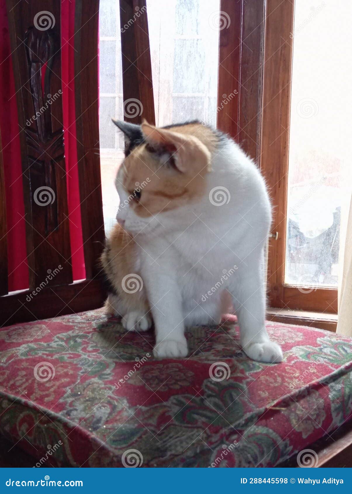 Pretty cat on the chair stock photo. Image of mammal - 288445598