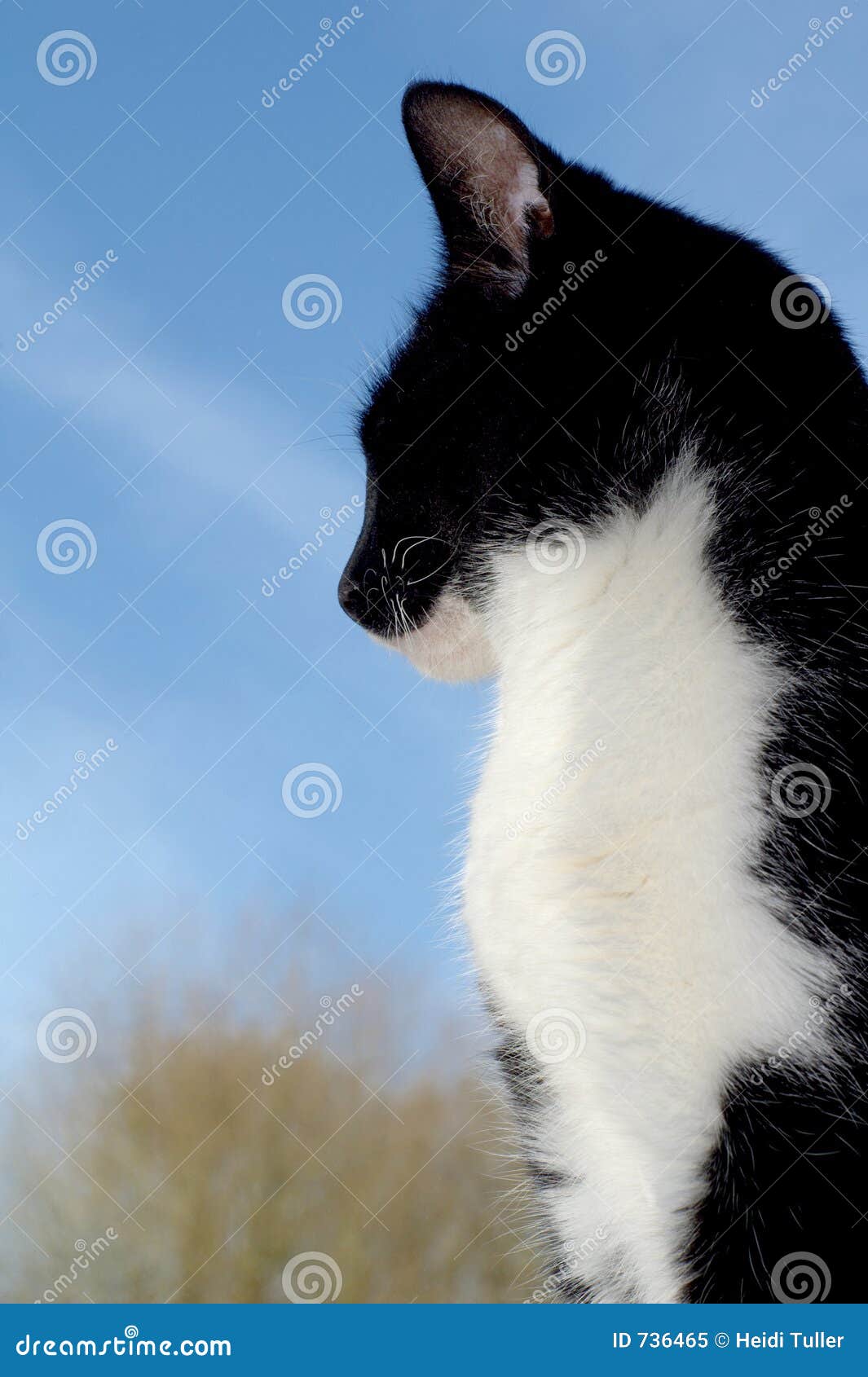 9,503 Pretty Cat Looking Outside Stock Photos - Free & Royalty-Free ...