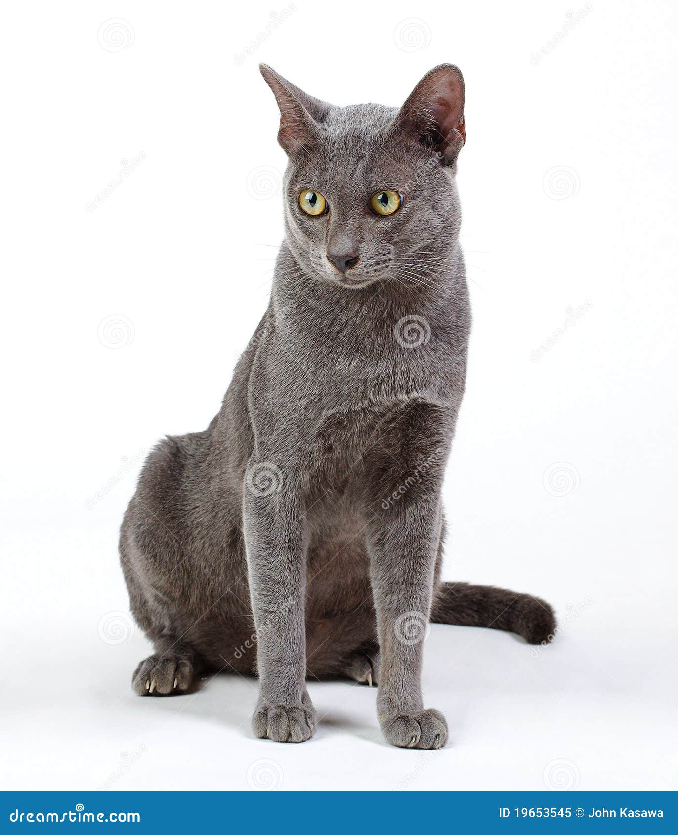 Cute and Pretty Cat Roan Isolated Stock Image - Image of obedient ...