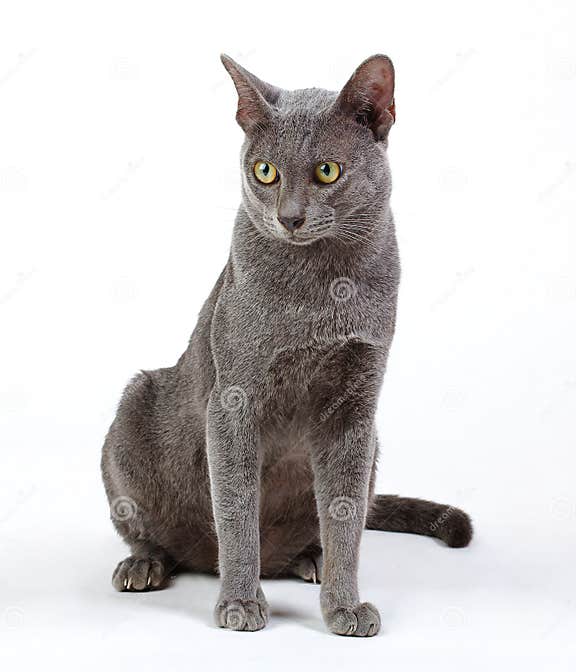 Cute and Pretty Cat Roan Isolated Stock Image - Image of obedient ...