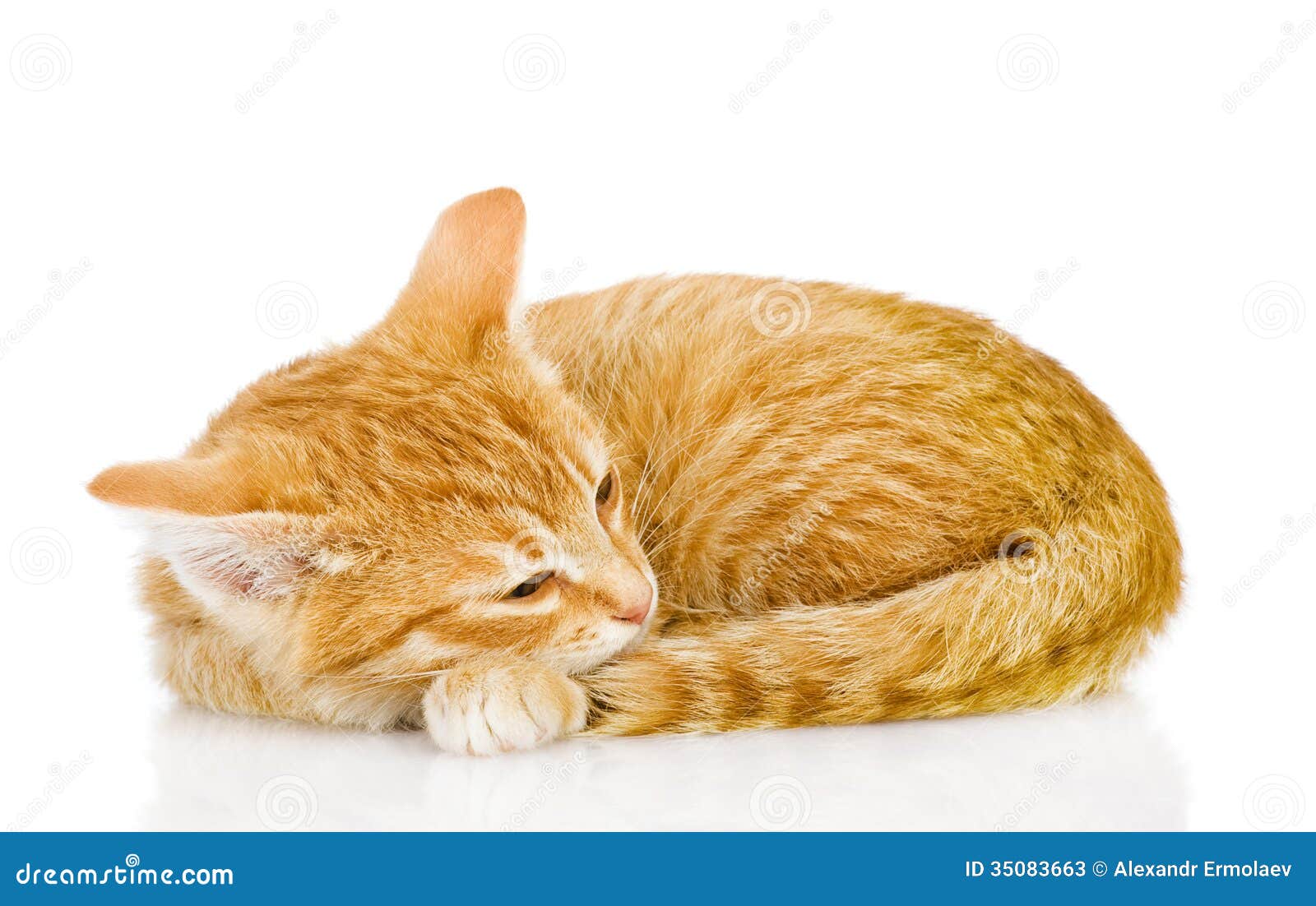 Pretty cat sleep. stock image. Image of animal, isolated - 35083663