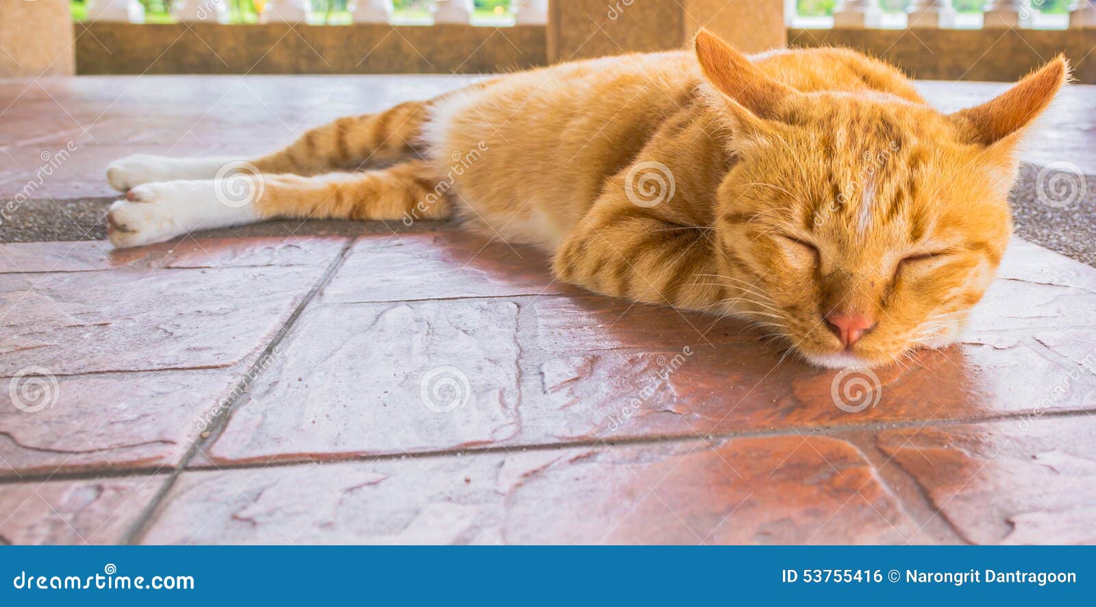 Pretty Cat Sleep in Outside the House Image Stock Photo - Image of ...