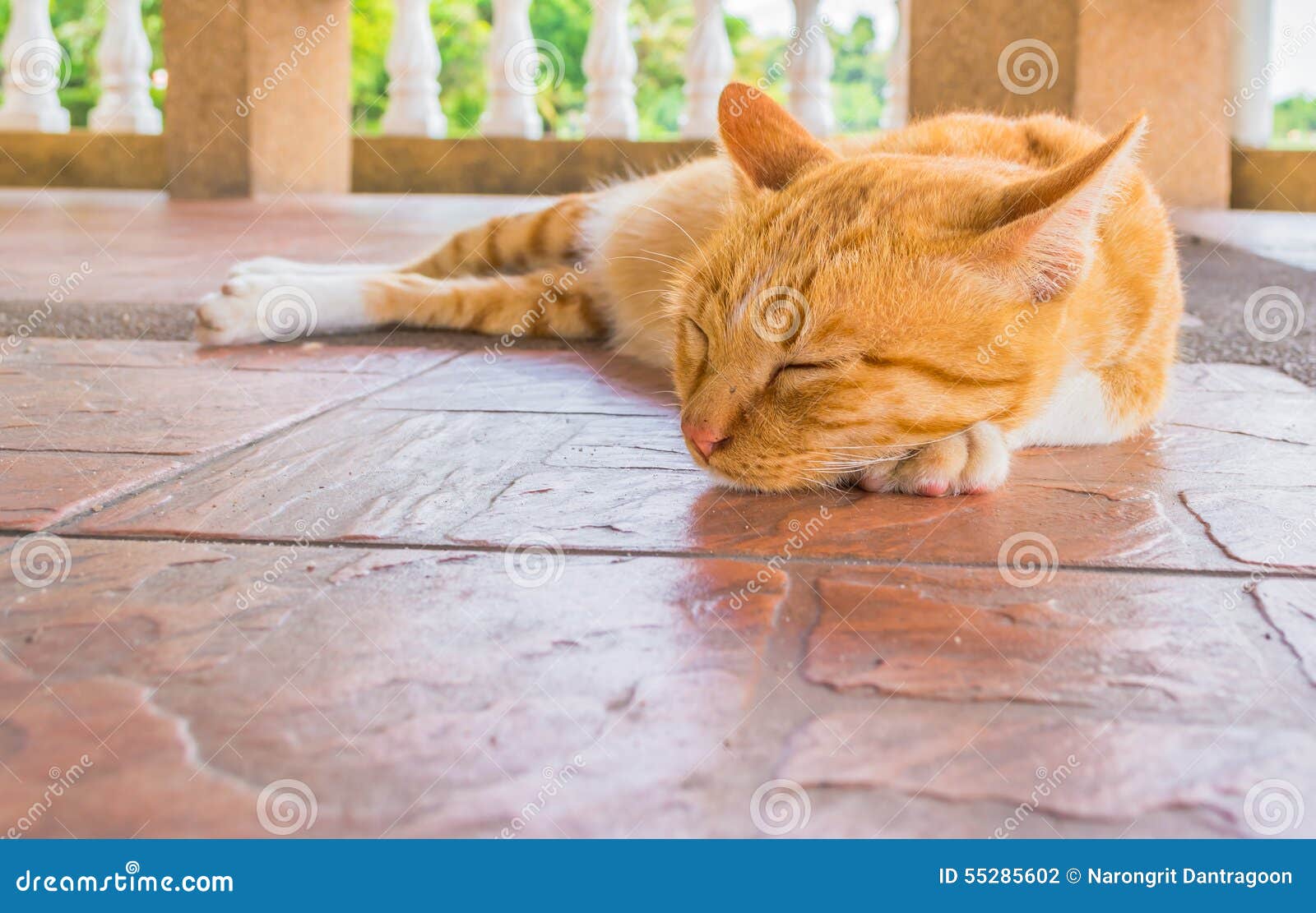 Pretty Cat Sleep in Outside the House Image Stock Photo - Image of ...