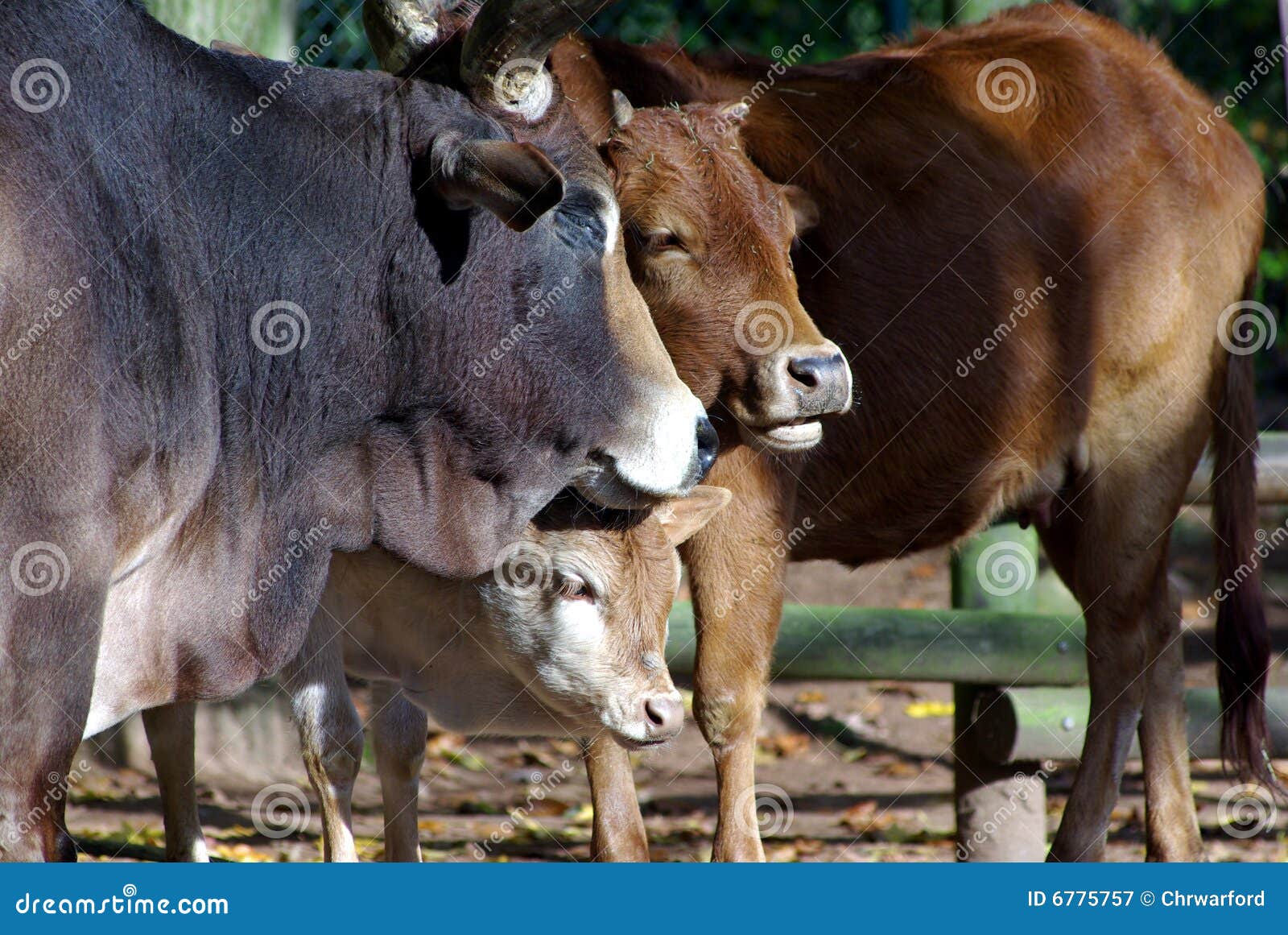 Pretty cattles stock image. Image of foal, animal, farm - 6775757