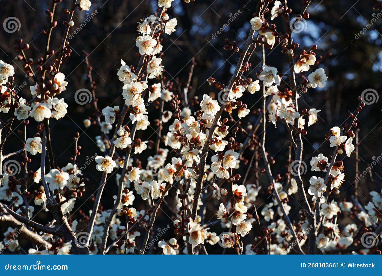 Pretty Cherry Blossom Flowers on the Branches of the Tree Stock Image ...