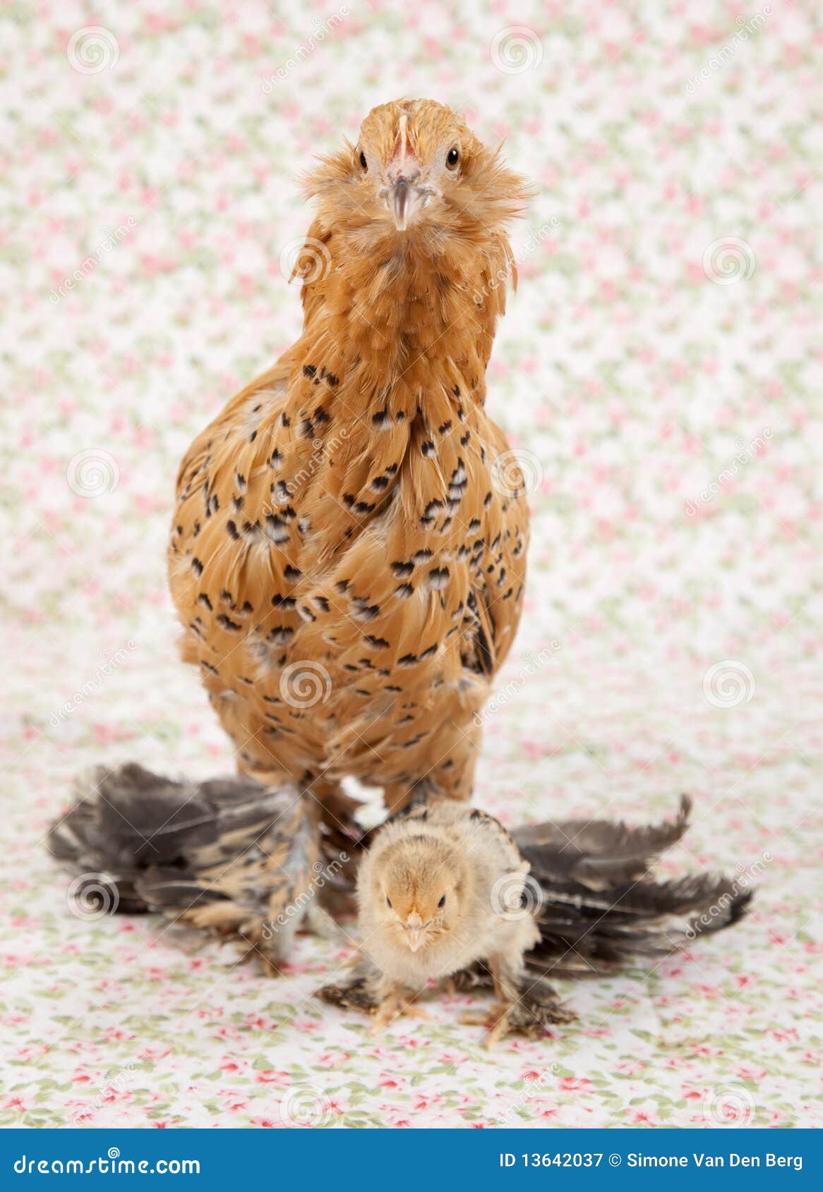 Pretty chicken stock image. Image of chicken, chickens - 13642037