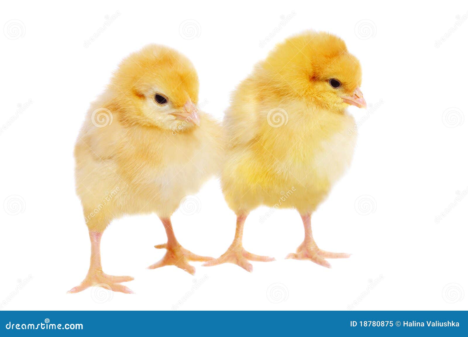 Pretty chickens stock image. Image of bird, funny, looking - 18780875