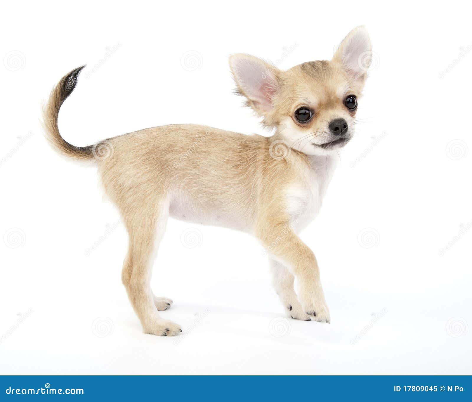 Pretty chihuahua puppy stock image. Image of nice, closeup - 17809045