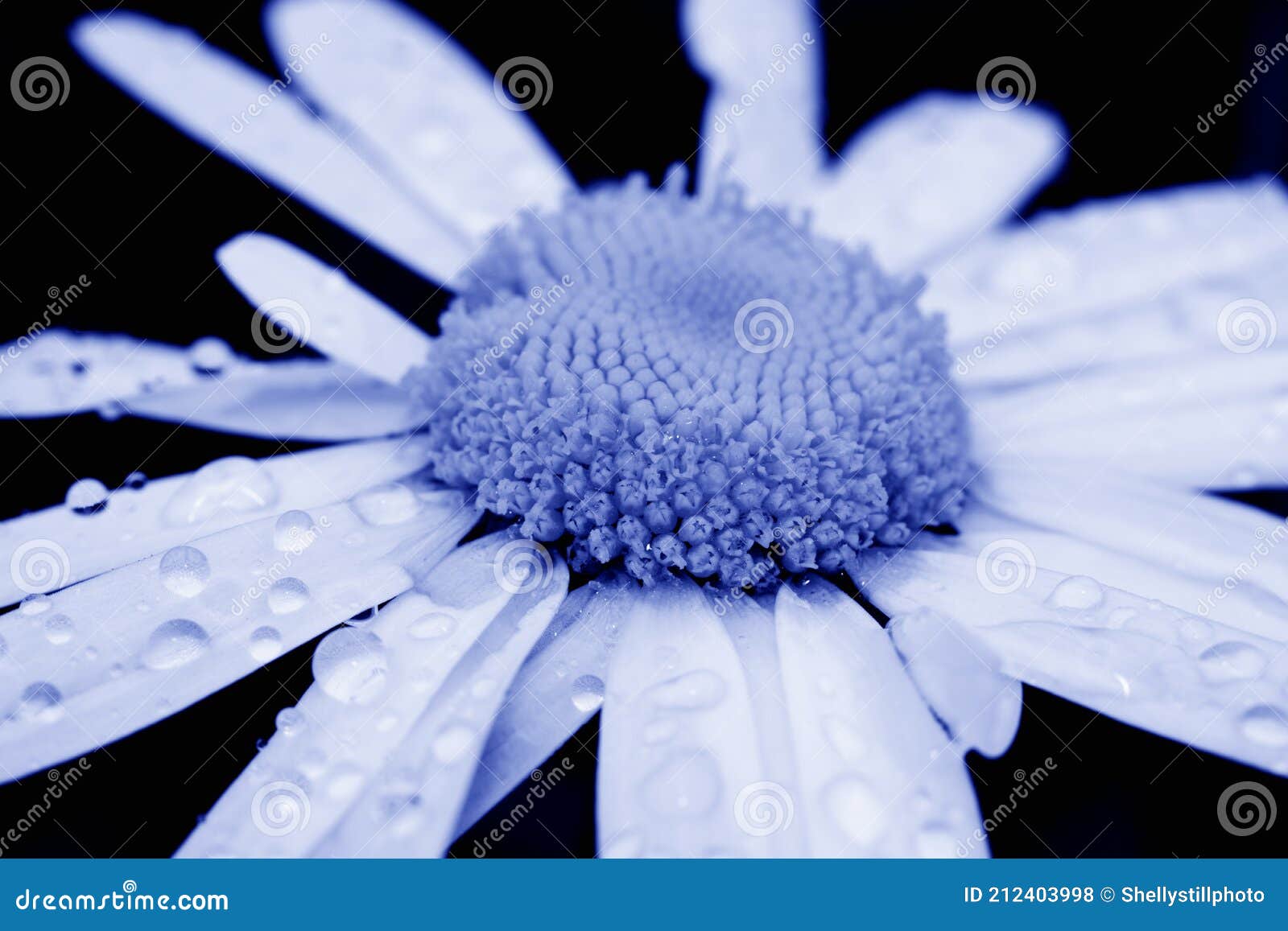 Pretty Close Up of Abstract Blue Flowers Stock Photo - Image of ...