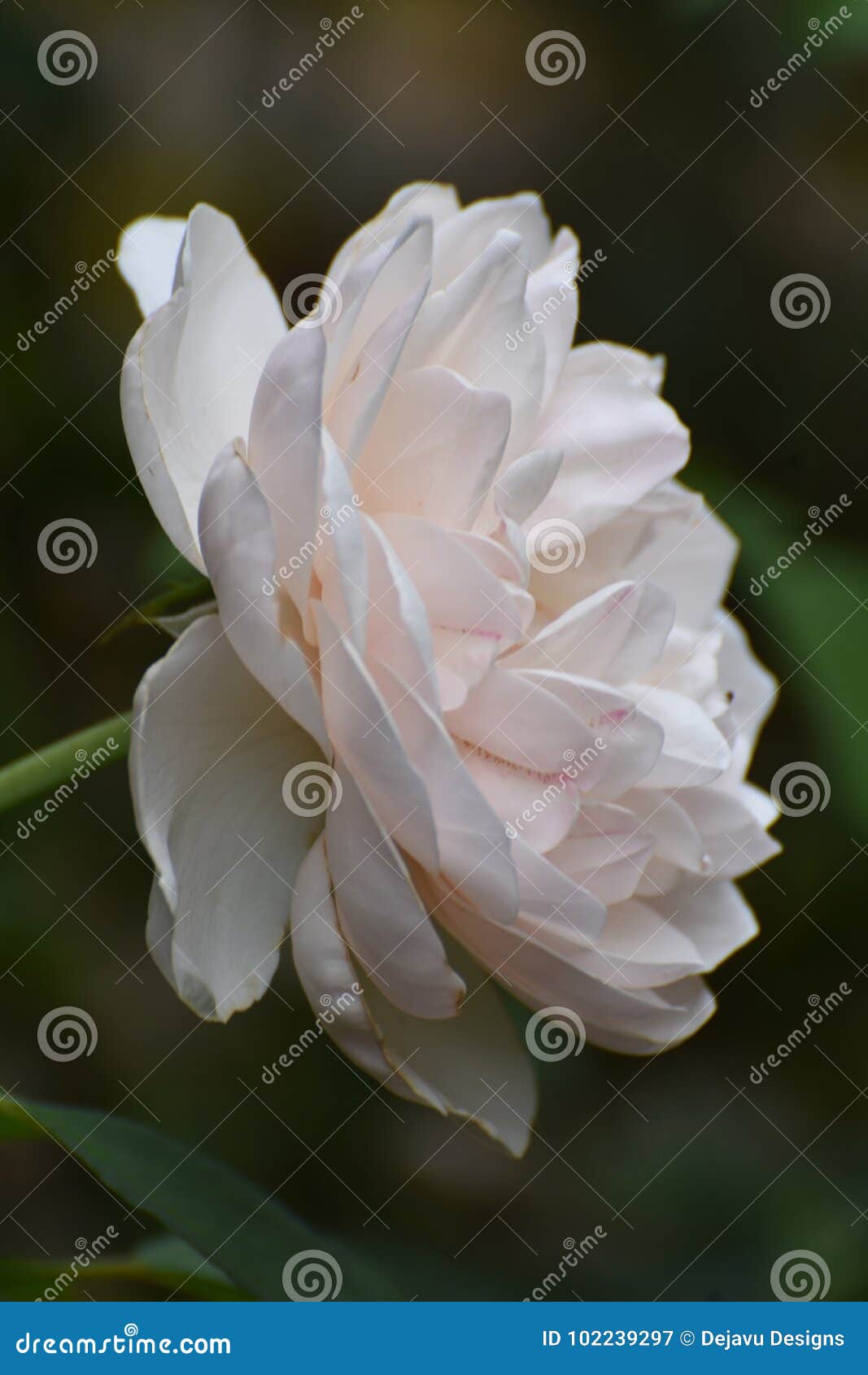 Pretty Image of a White Rose in the Spring Stock Image - Image of ...
