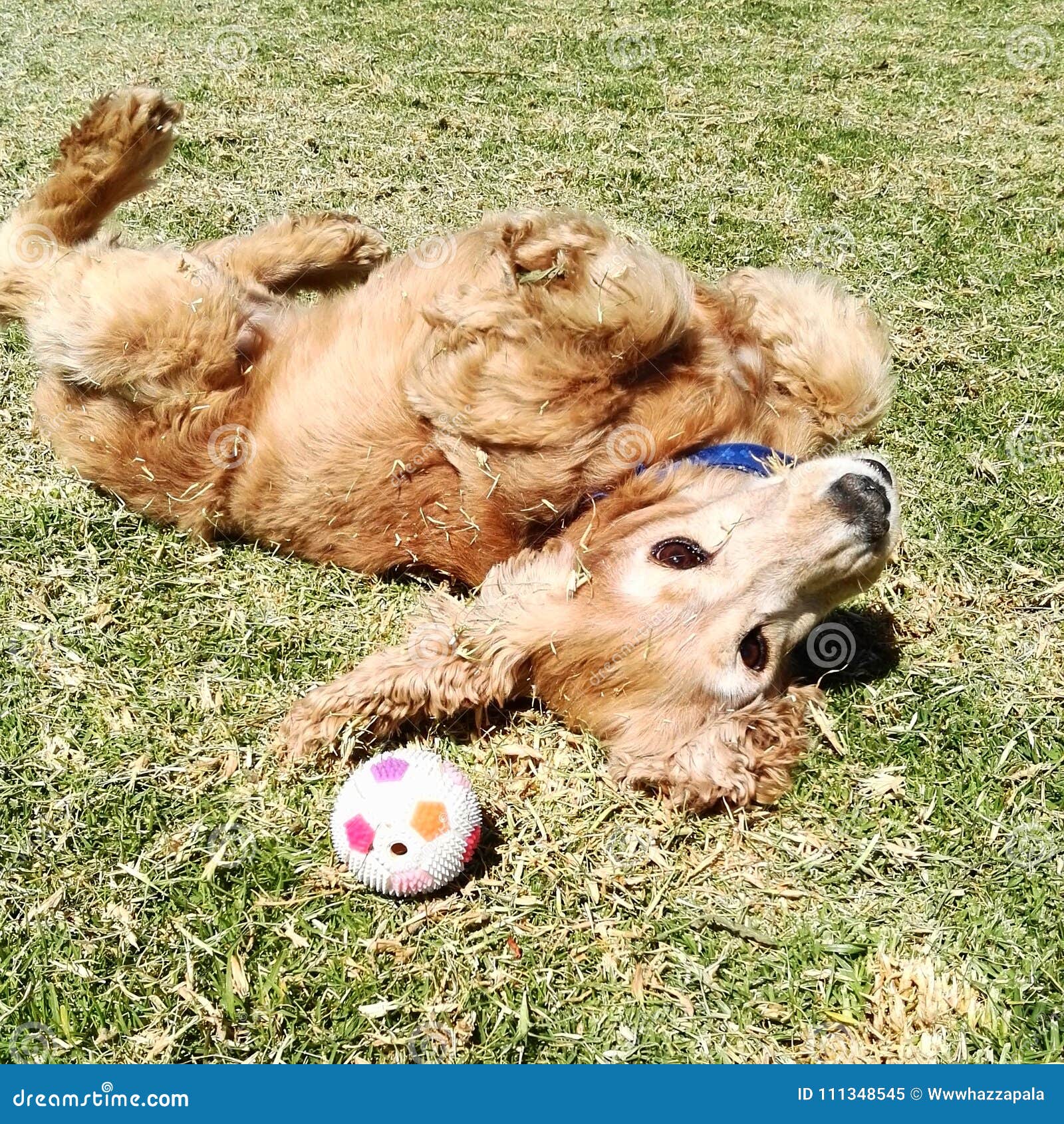 Cocker Spaniel Playing in the Park Stock Image - Image of happy, dogs ...
