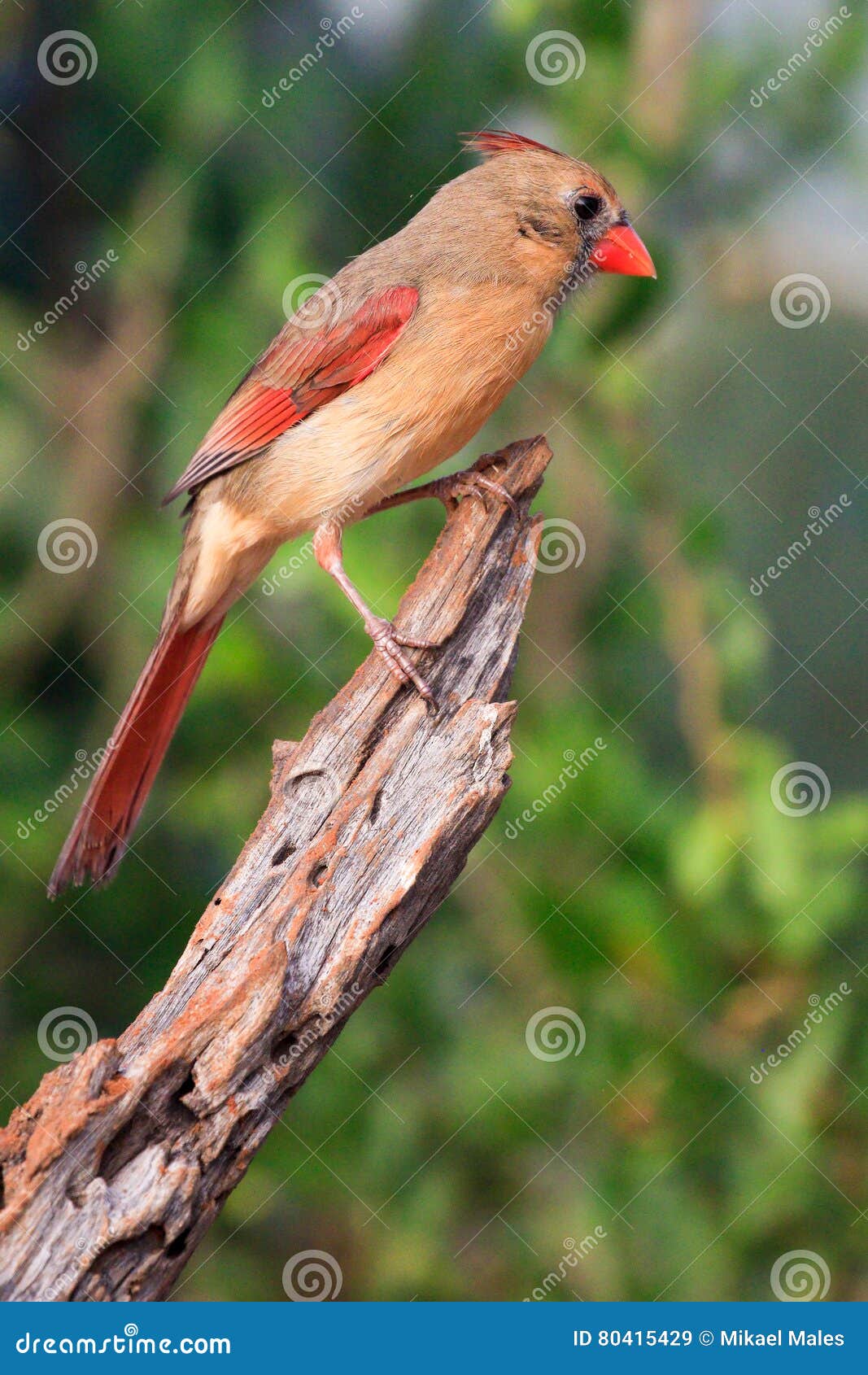 Pretty collared cardinal stock image. Image of fall, colorful - 80415429