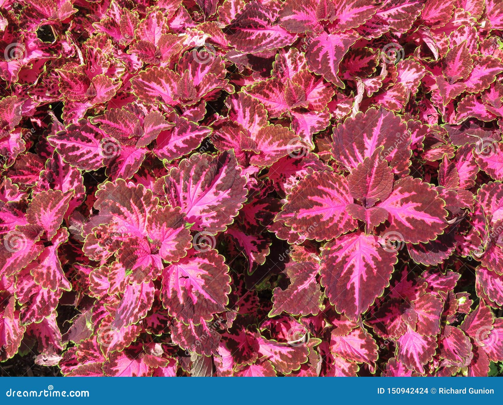 Pretty Colored Leaves in Spring in June Stock Photo - Image of leaves ...