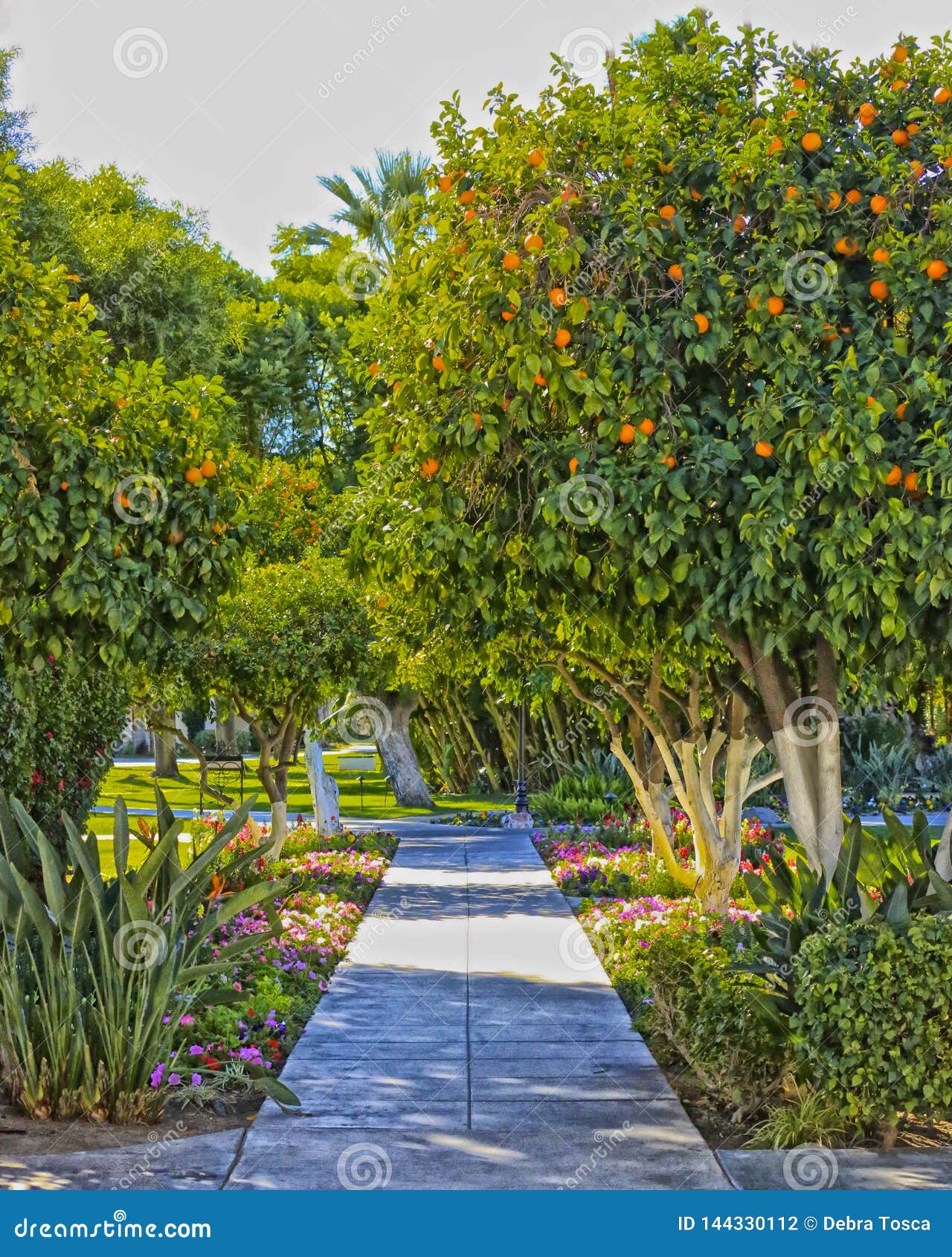 Orange trees path stock photo. Image of colorful, trees - 144330112
