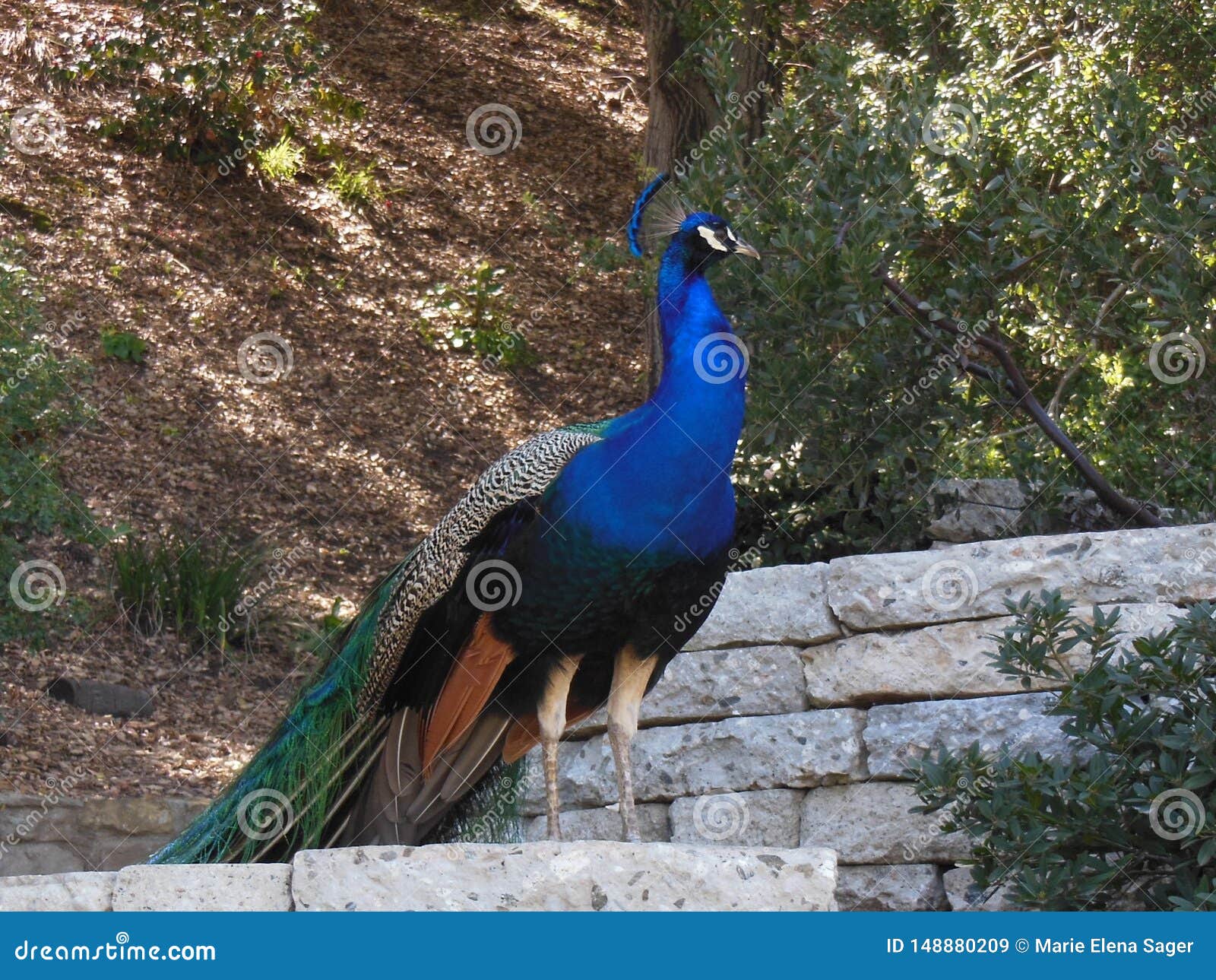 Pretty Colorful Peacock Standing Tall Stock Image - Image of textured ...