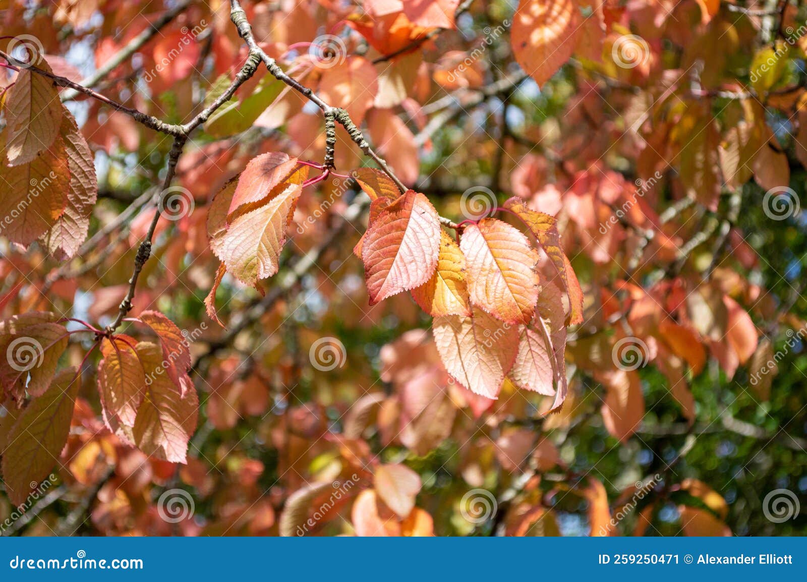 Pretty Coloured Autumn Leaves on a Tree Stock Image - Image of autumn ...
