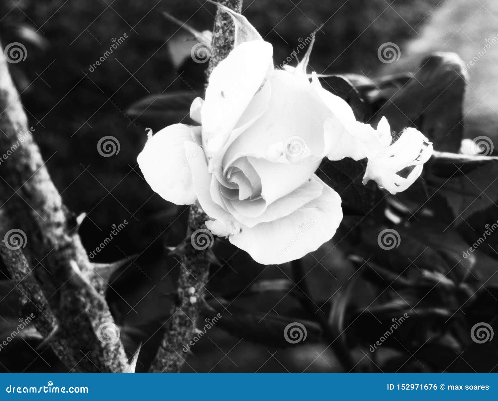Pretty colourless rose stock photo. Image of petal, monochrome - 152971676
