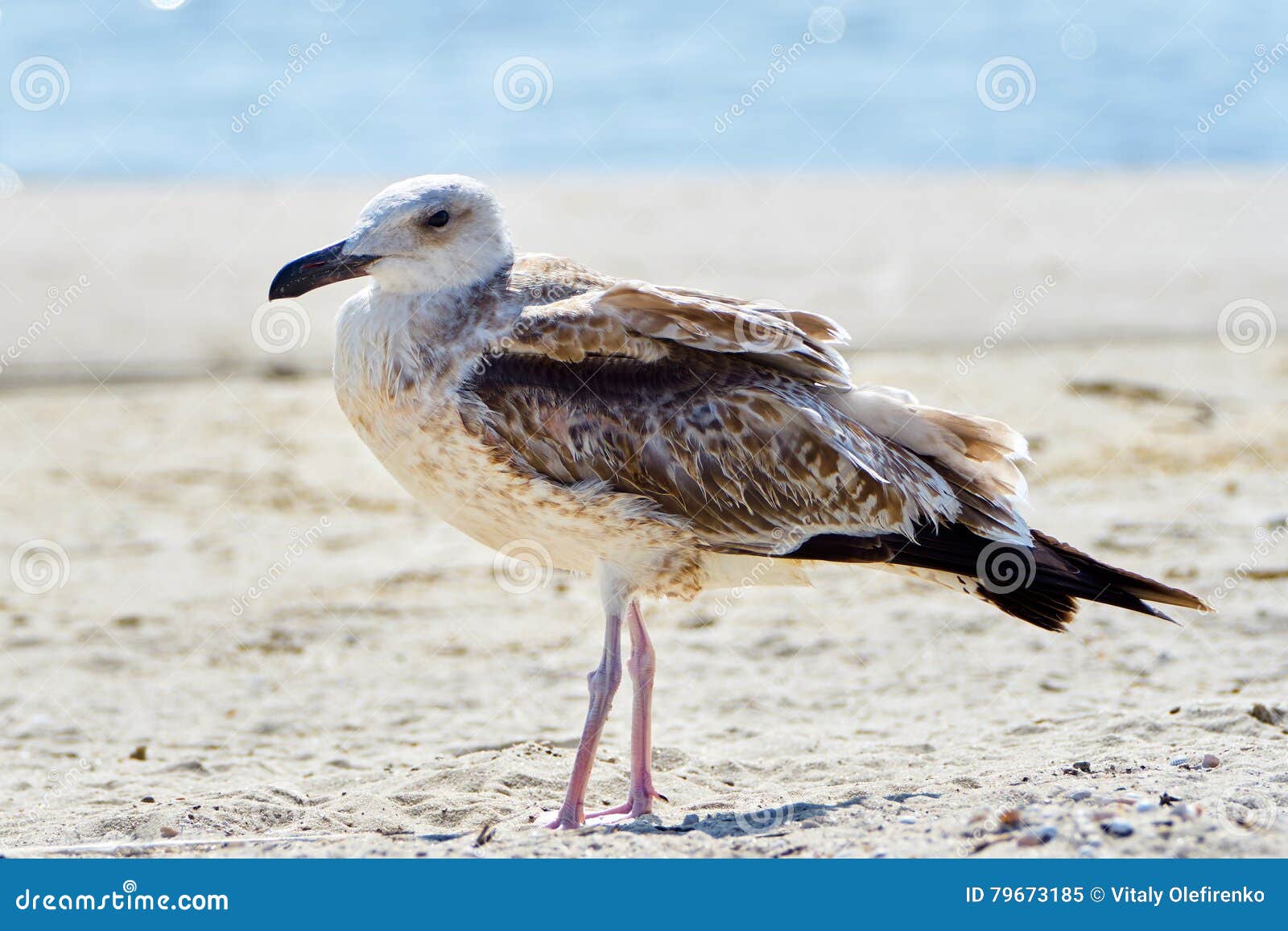 Pretty common gull stock image. Image of white, nature - 79673185