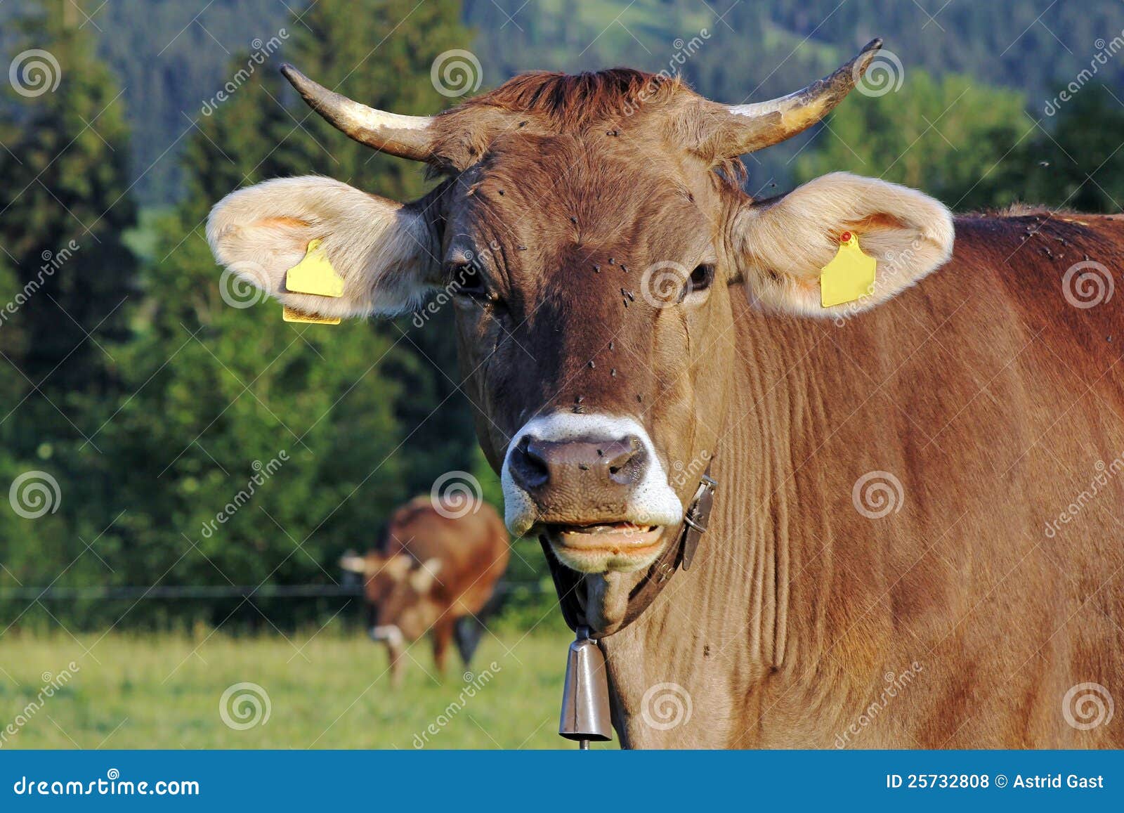A pretty cow stock photo. Image of cows, agriculture - 25732808