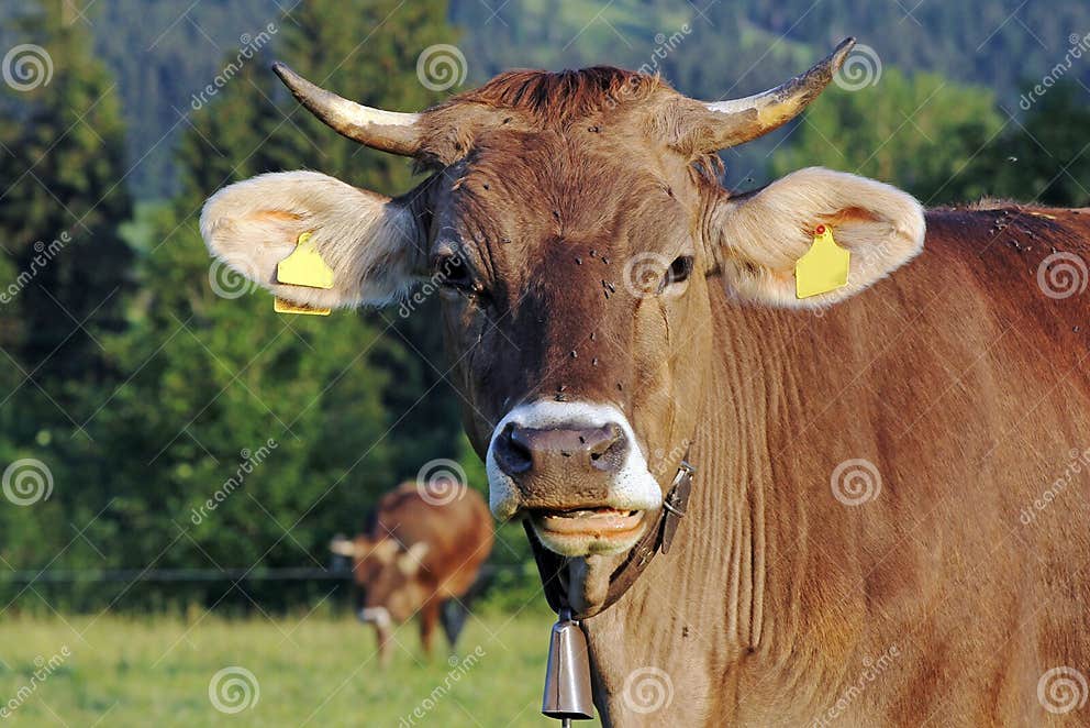 A pretty cow stock photo. Image of cows, agriculture - 25732808