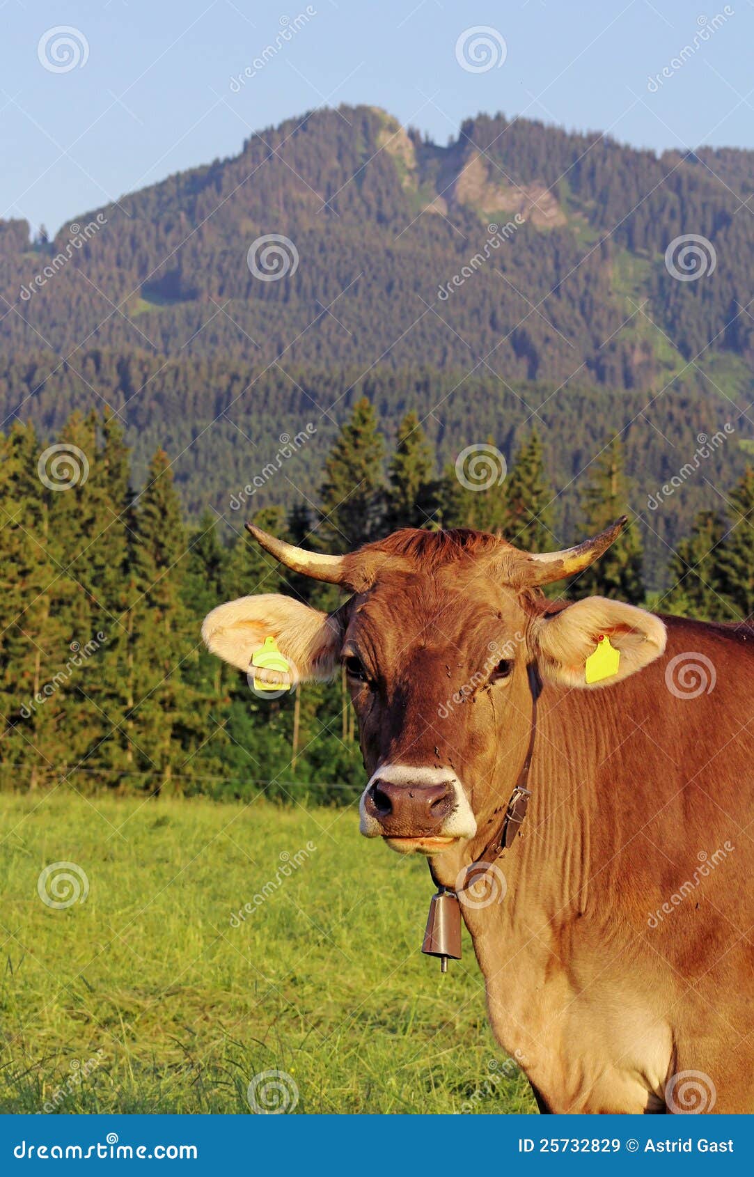 A pretty cow stock image. Image of economy, beautiful - 25732829