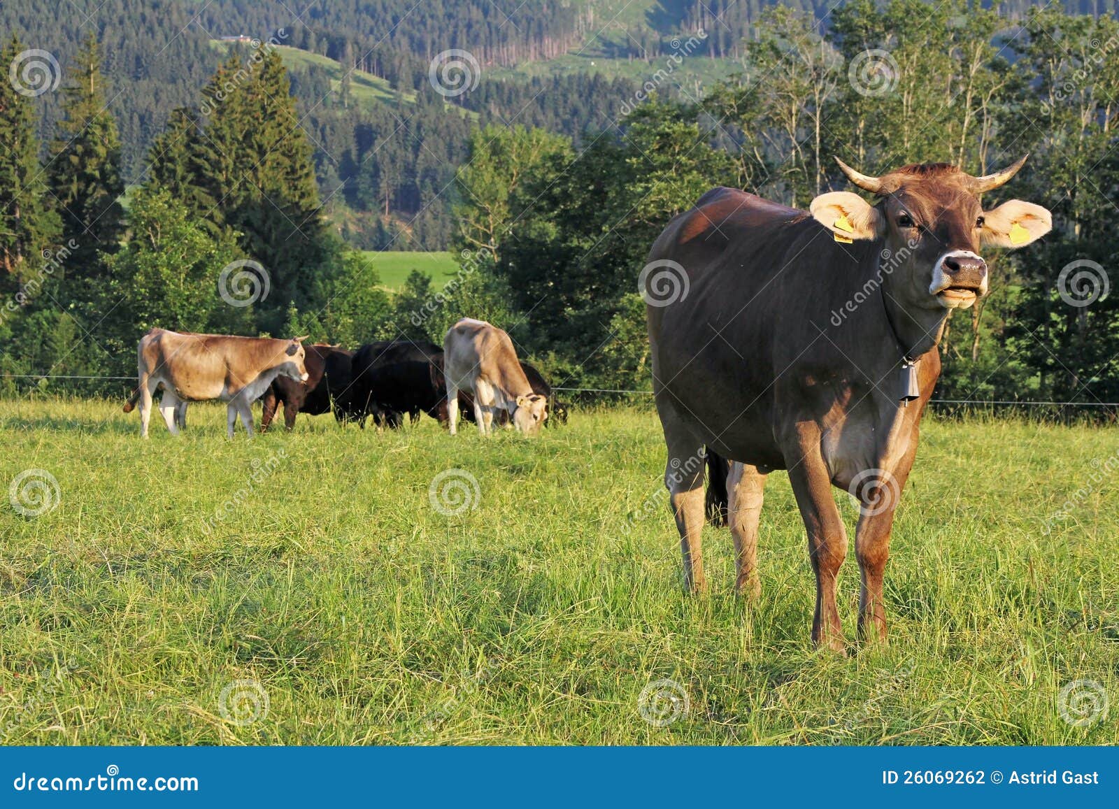 A pretty cow stock photo. Image of horned, cows, jung - 26069262